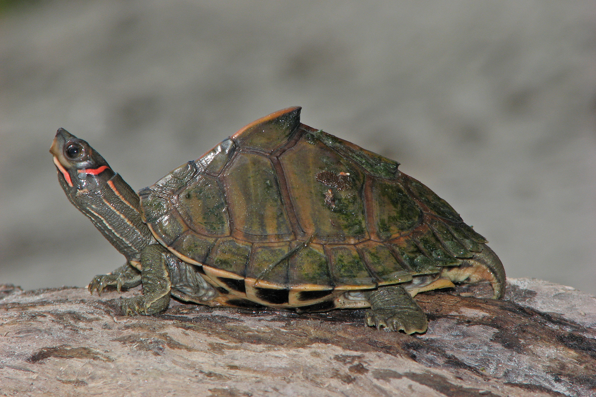 Can Our Turtles Champion Freshwater Conservation? | Nature inFocus