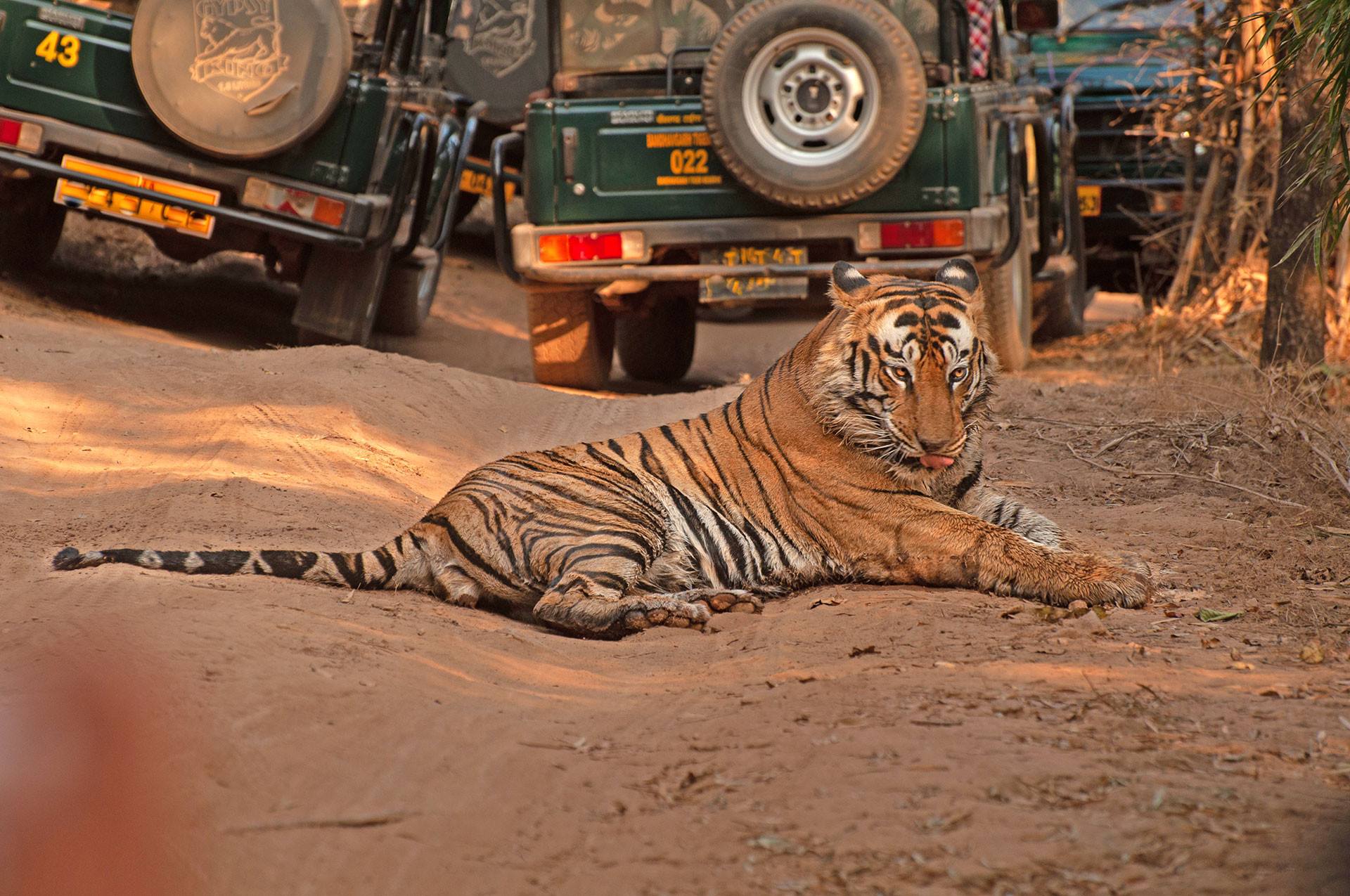 The Iconic Tigers Of India | Nature inFocus