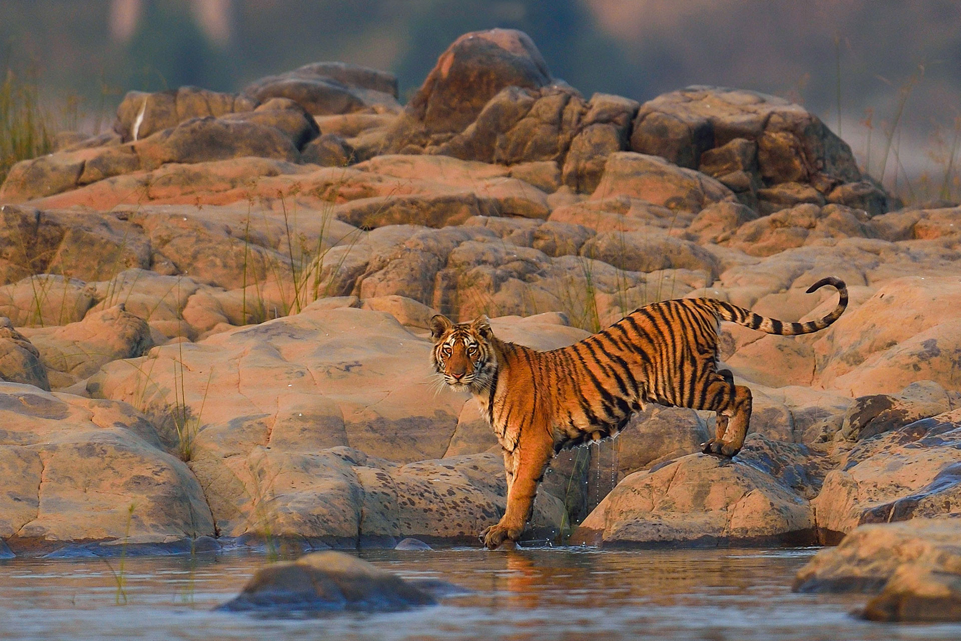 Snapshots From Panna National Park | Nature inFocus