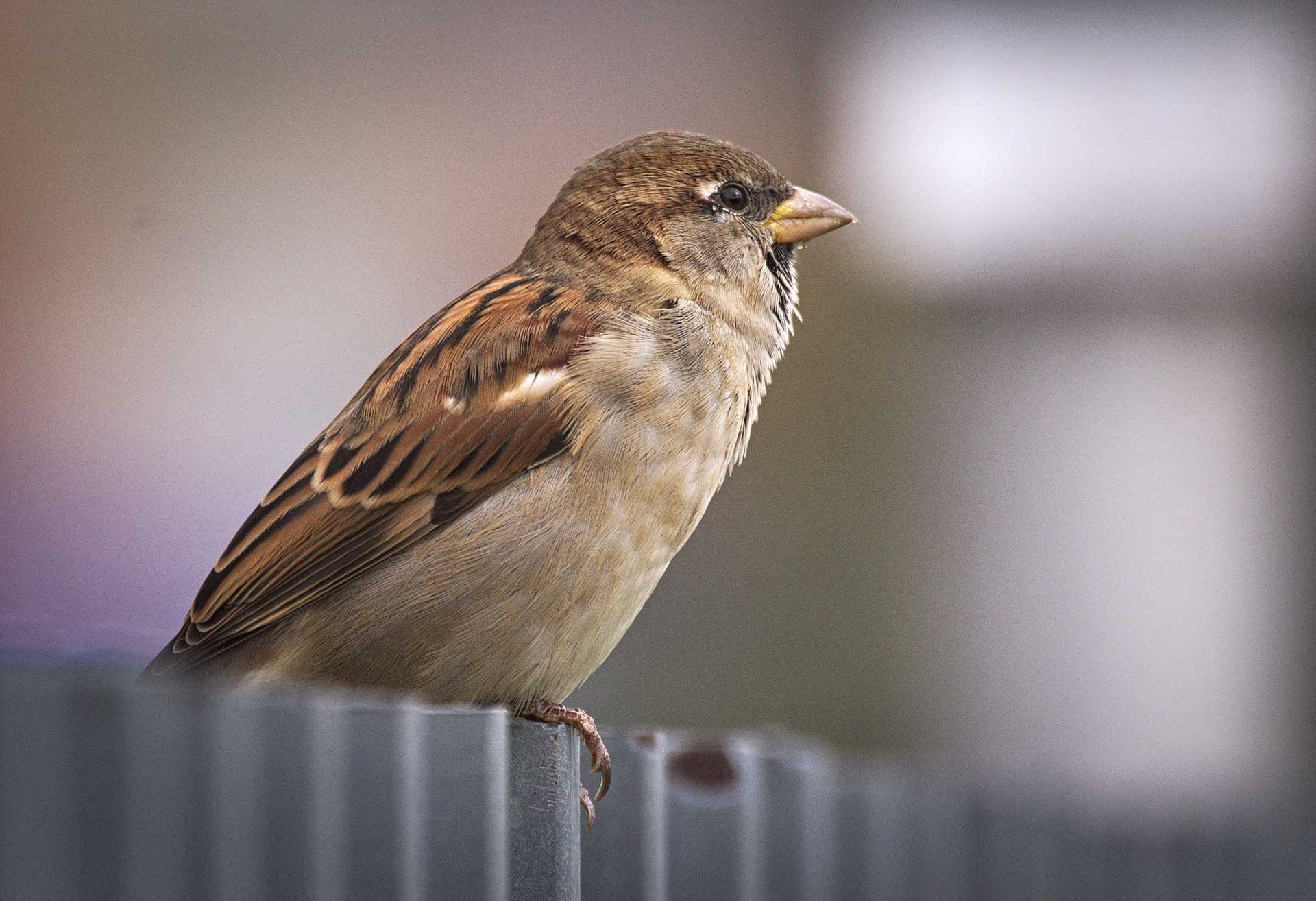 Meet The State Birds Of India | Nature inFocus