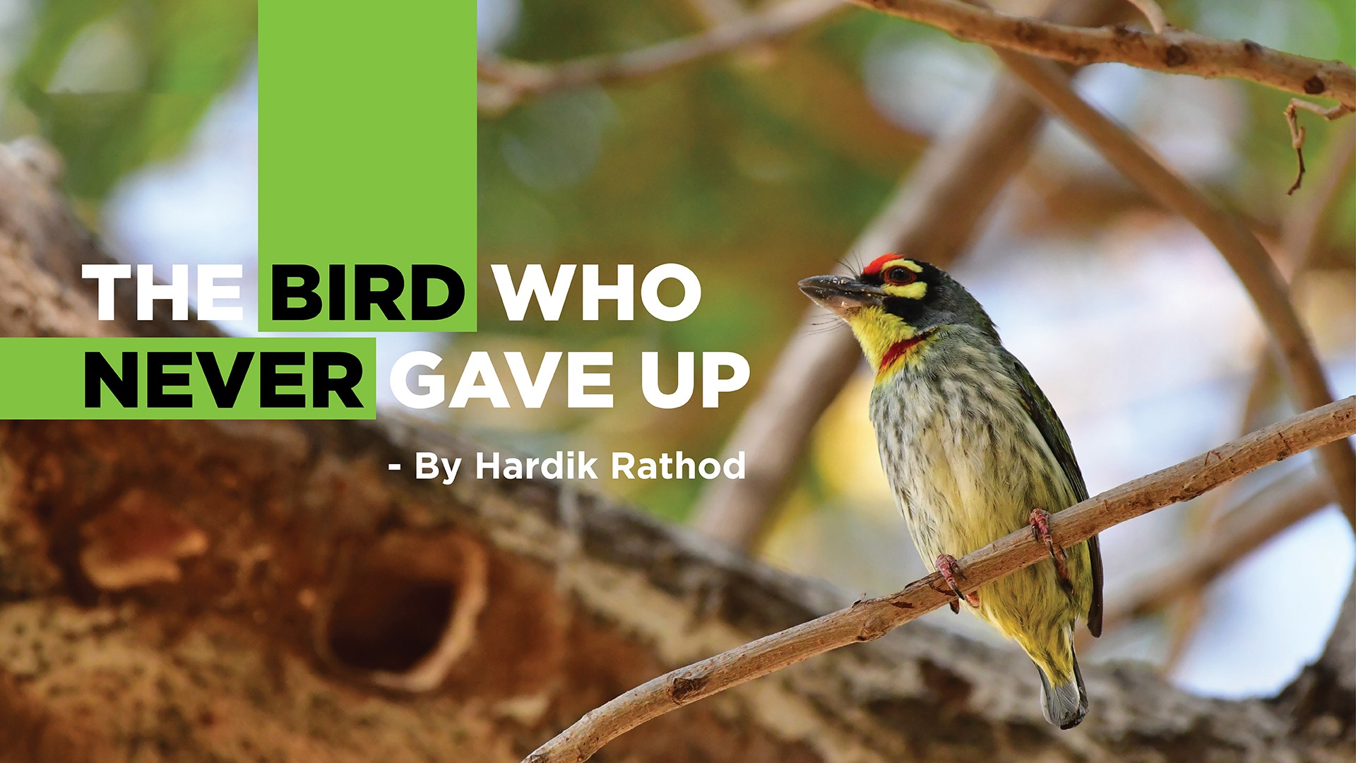 Nature inFocus Film Awards 2019: The Winners | Nature inFocus