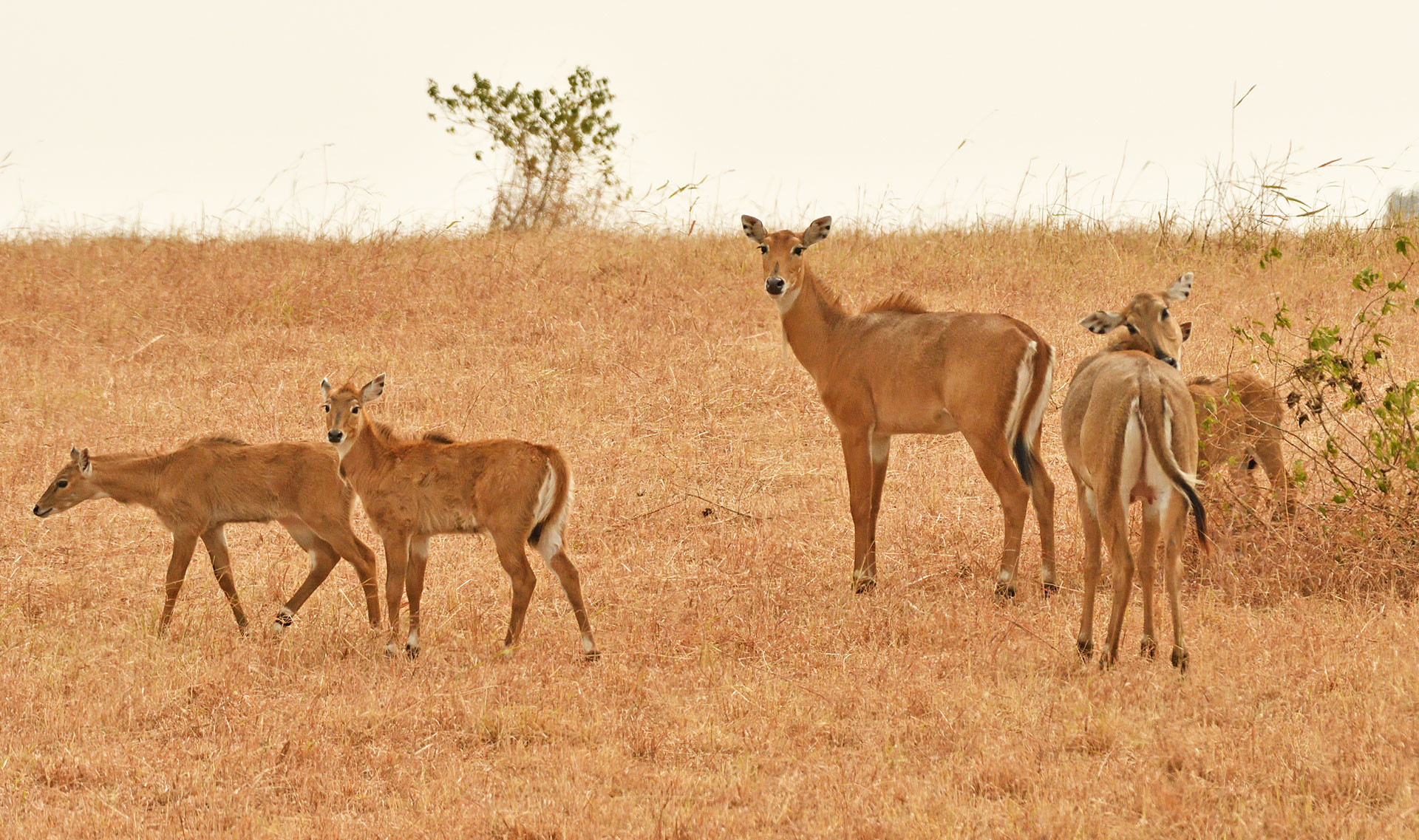 Kuno National Park: The Hidden Gem Of India's Heartland | Nature inFocus