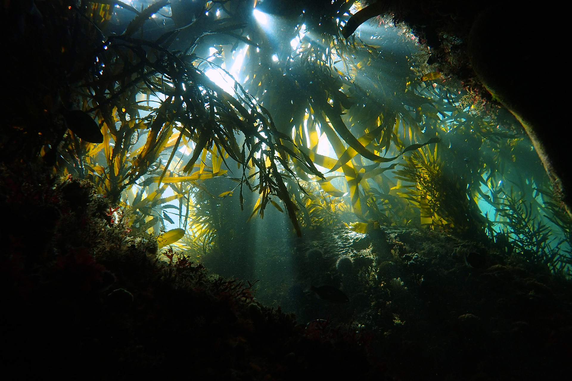 My Octopus Teacher: Conversations with Craig Foster & Pippa Ehrlich ...