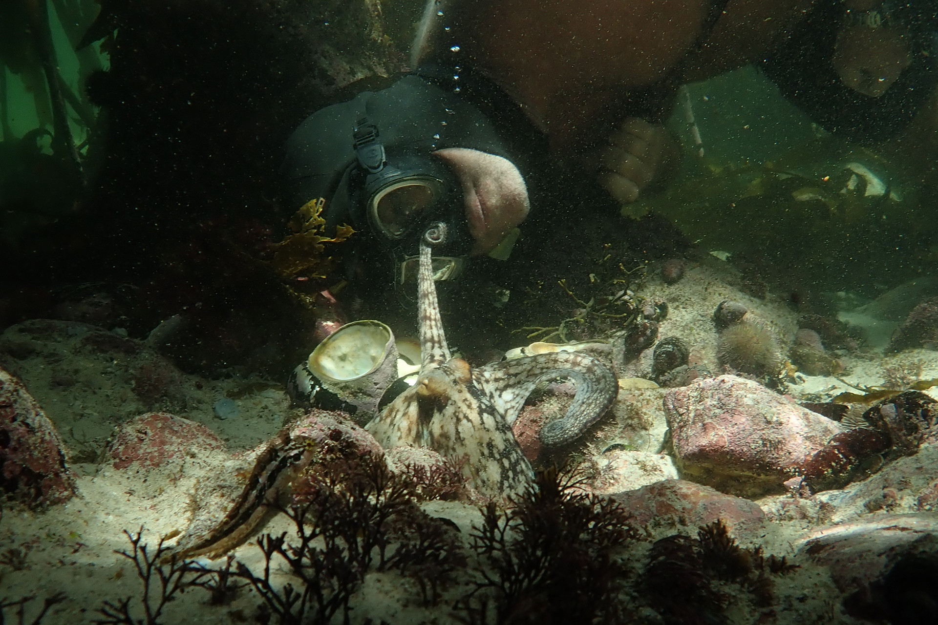 My Octopus Teacher: Conversations with Craig Foster & Pippa Ehrlich ...