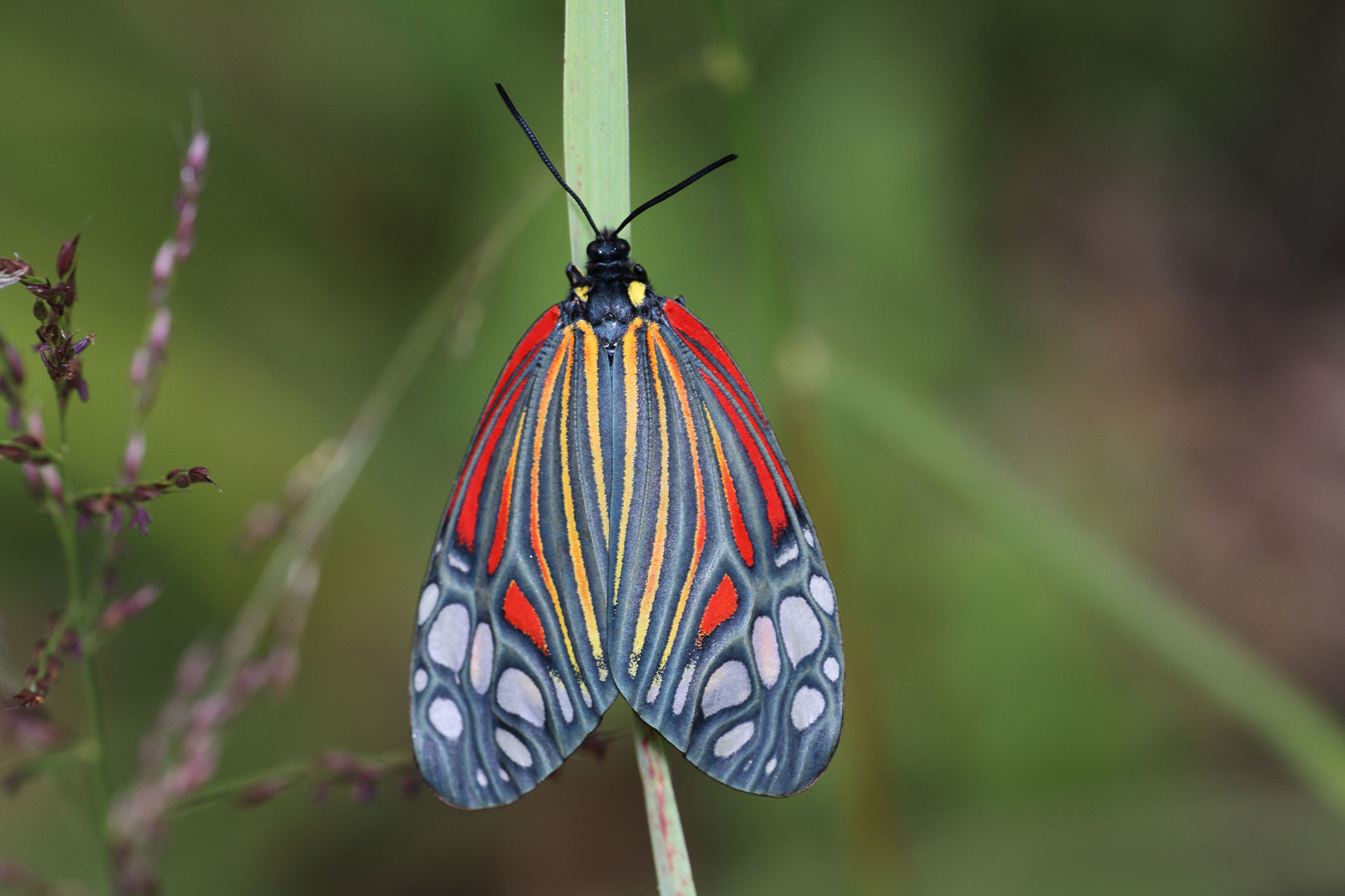 Quick Five: Pritha Dey | Nature inFocus