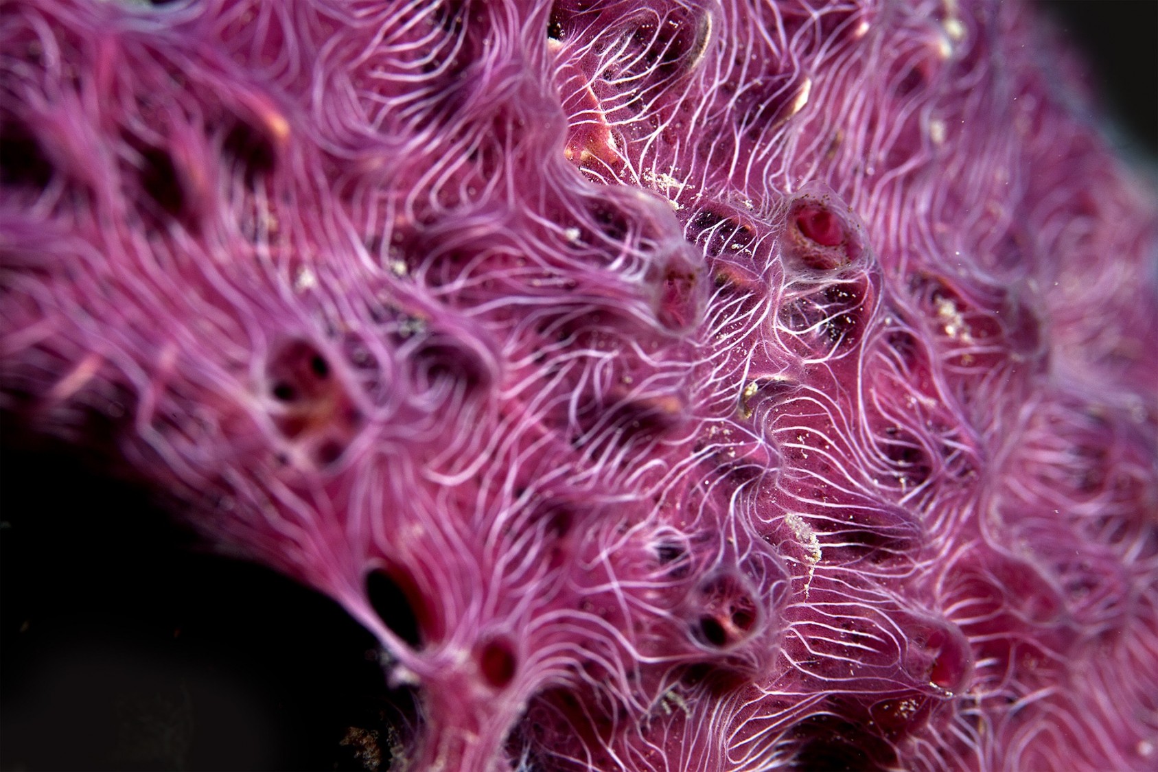 Delight In The Details - slide1 | Nature inFocus