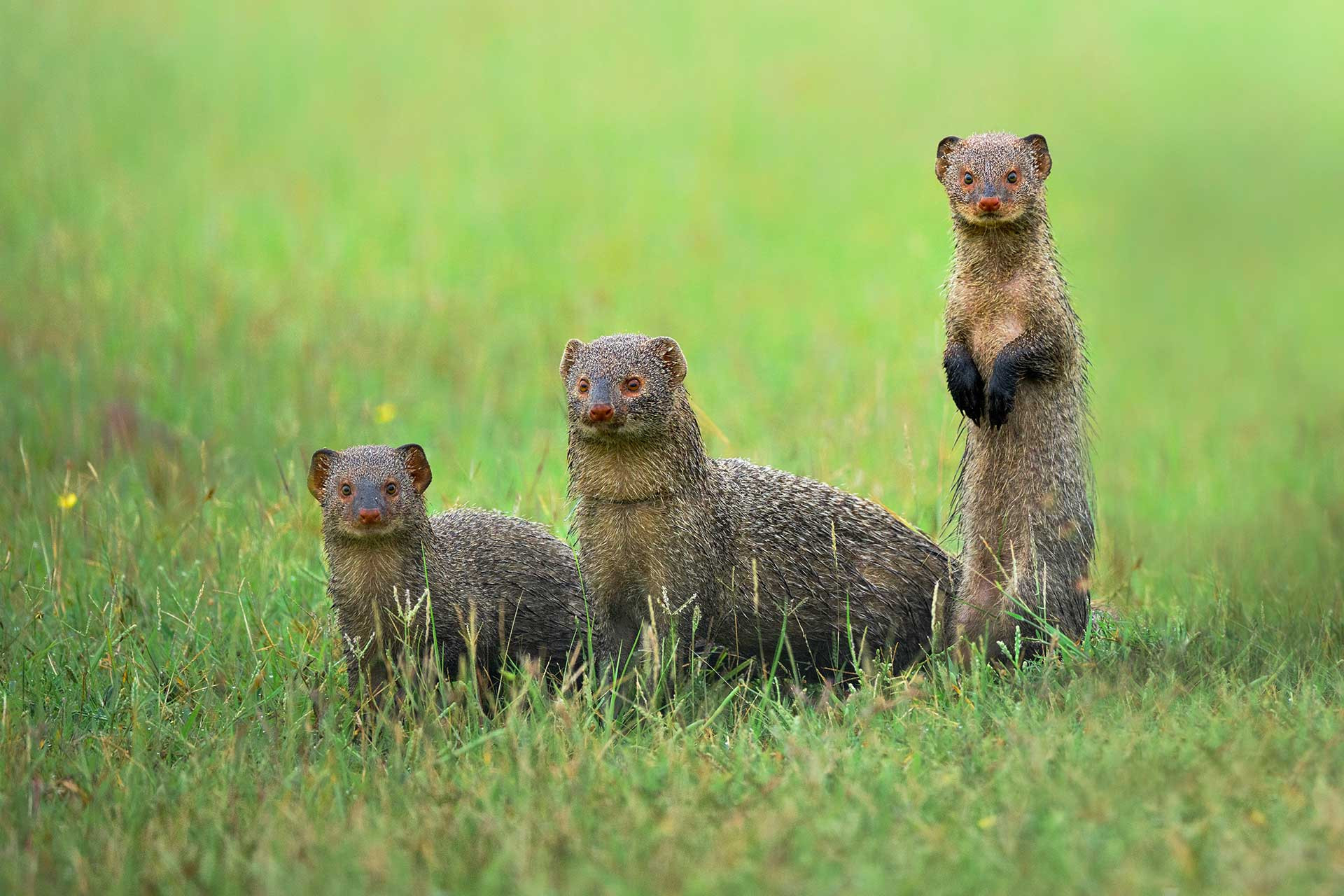 Meet The State Animals Of India | Nature inFocus
