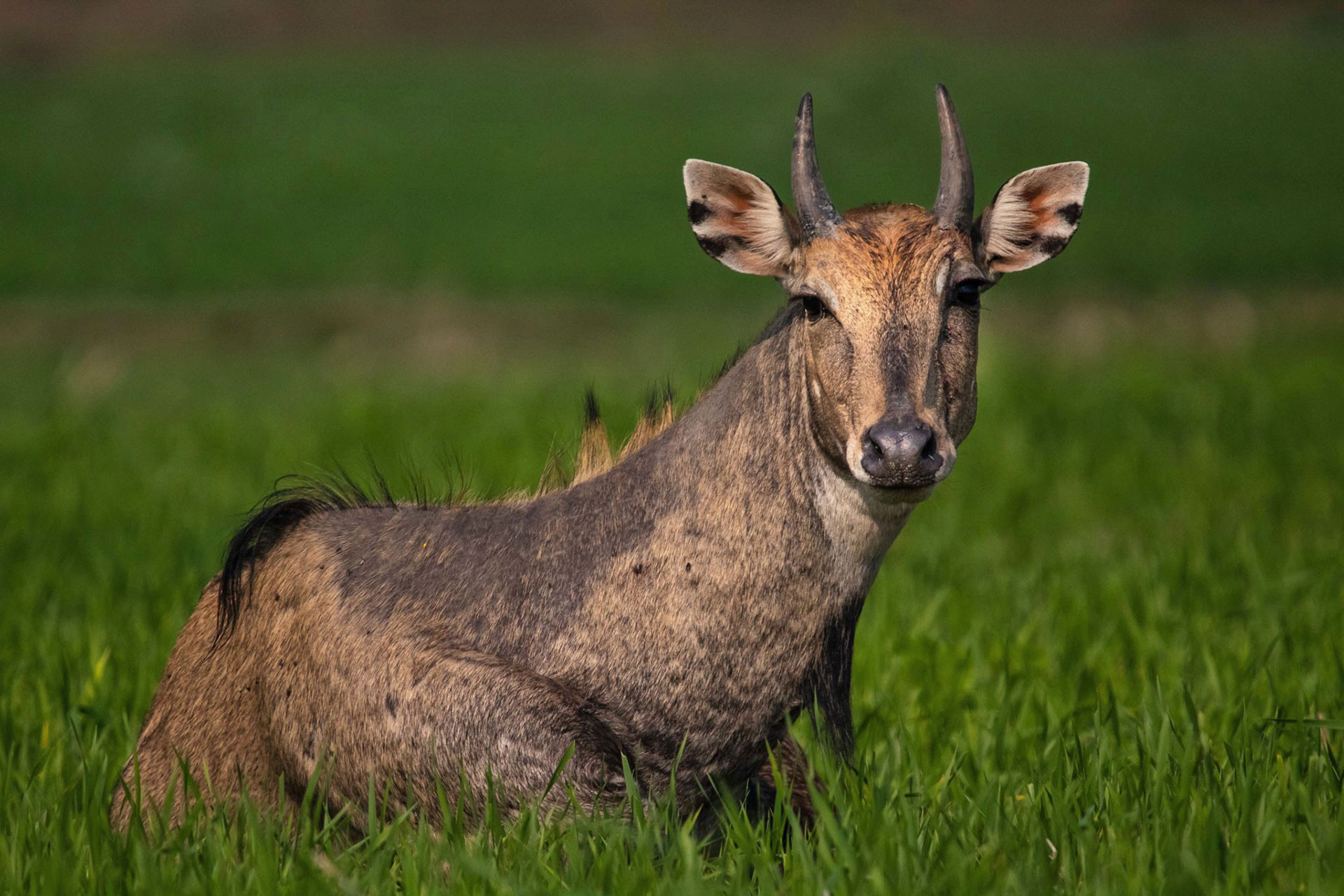 Iconic Species From Every State & Union Territory Of India | Nature inFocus