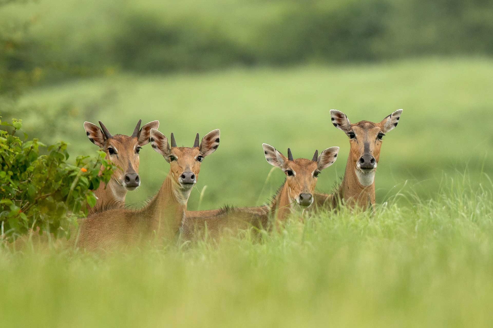 Meet The State Animals Of India | Nature inFocus