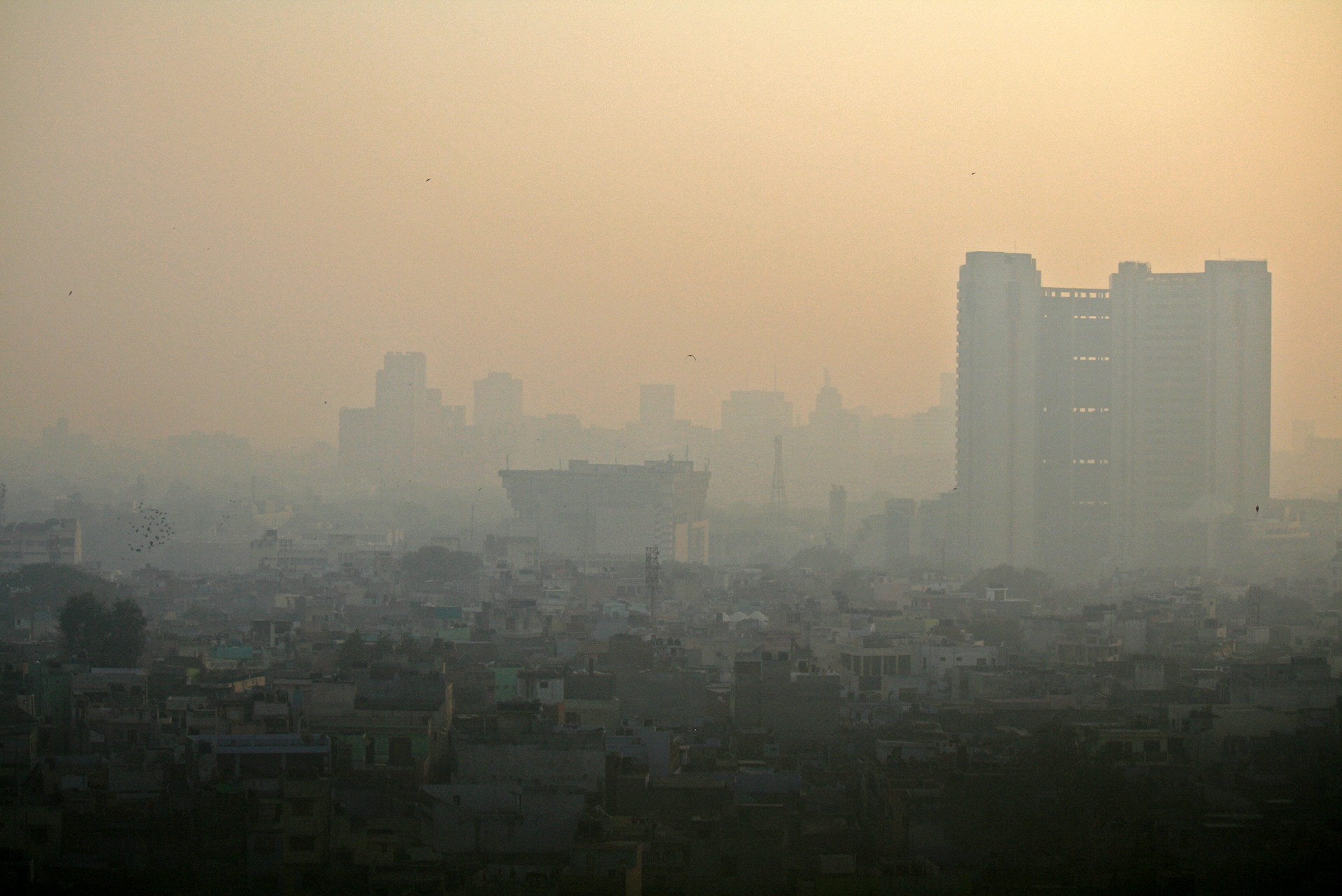 Delhi Out Of Breath | Nature inFocus