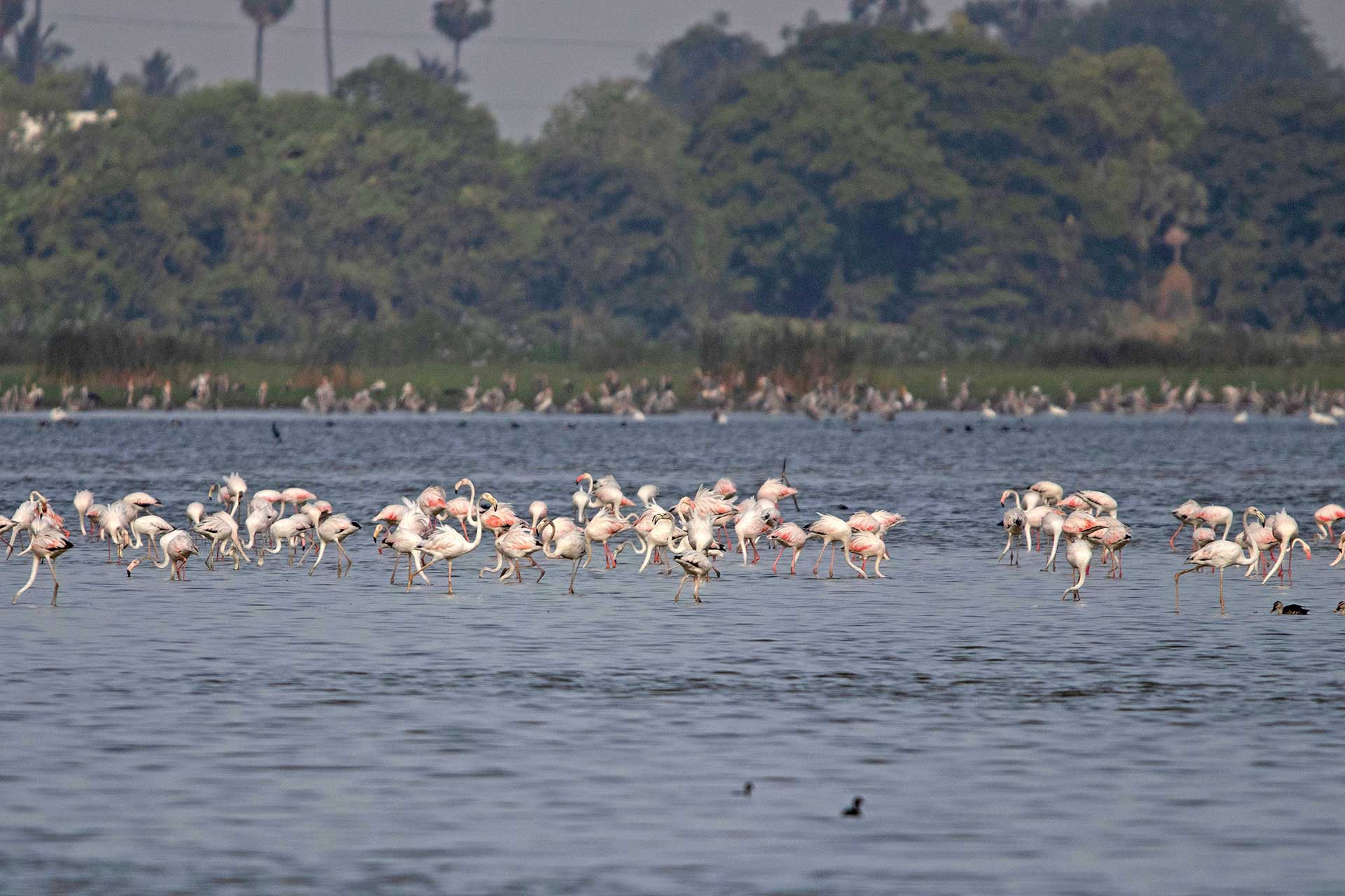 The Winged Visitors Of Pondicherry | Nature inFocus