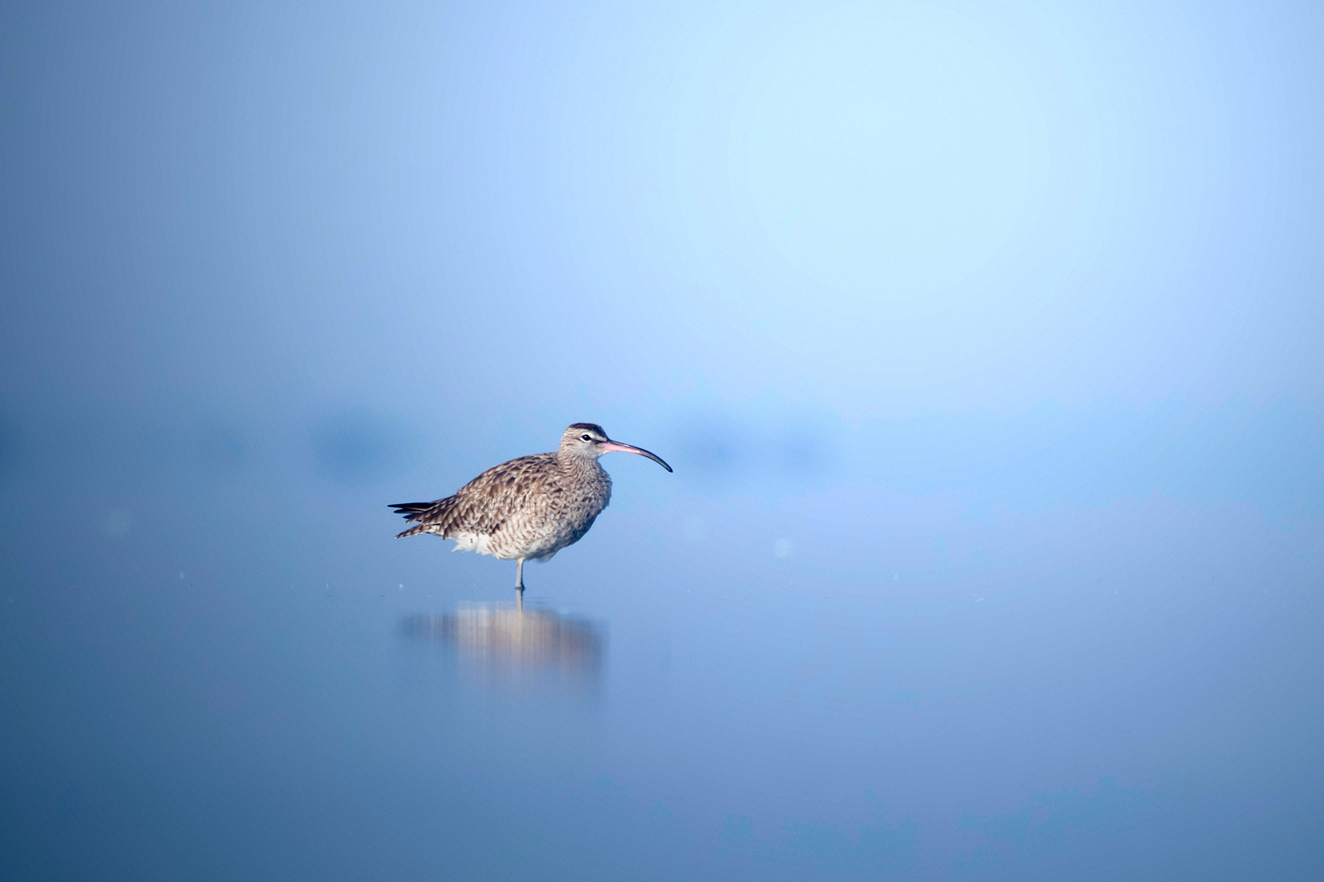 The Winged Visitors Of Pondicherry | Nature inFocus