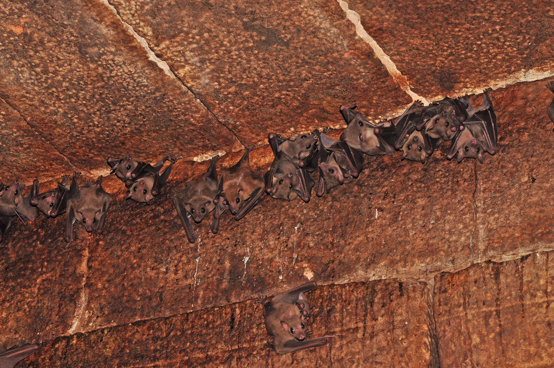 All You Need To Know About Bats | Nature inFocus