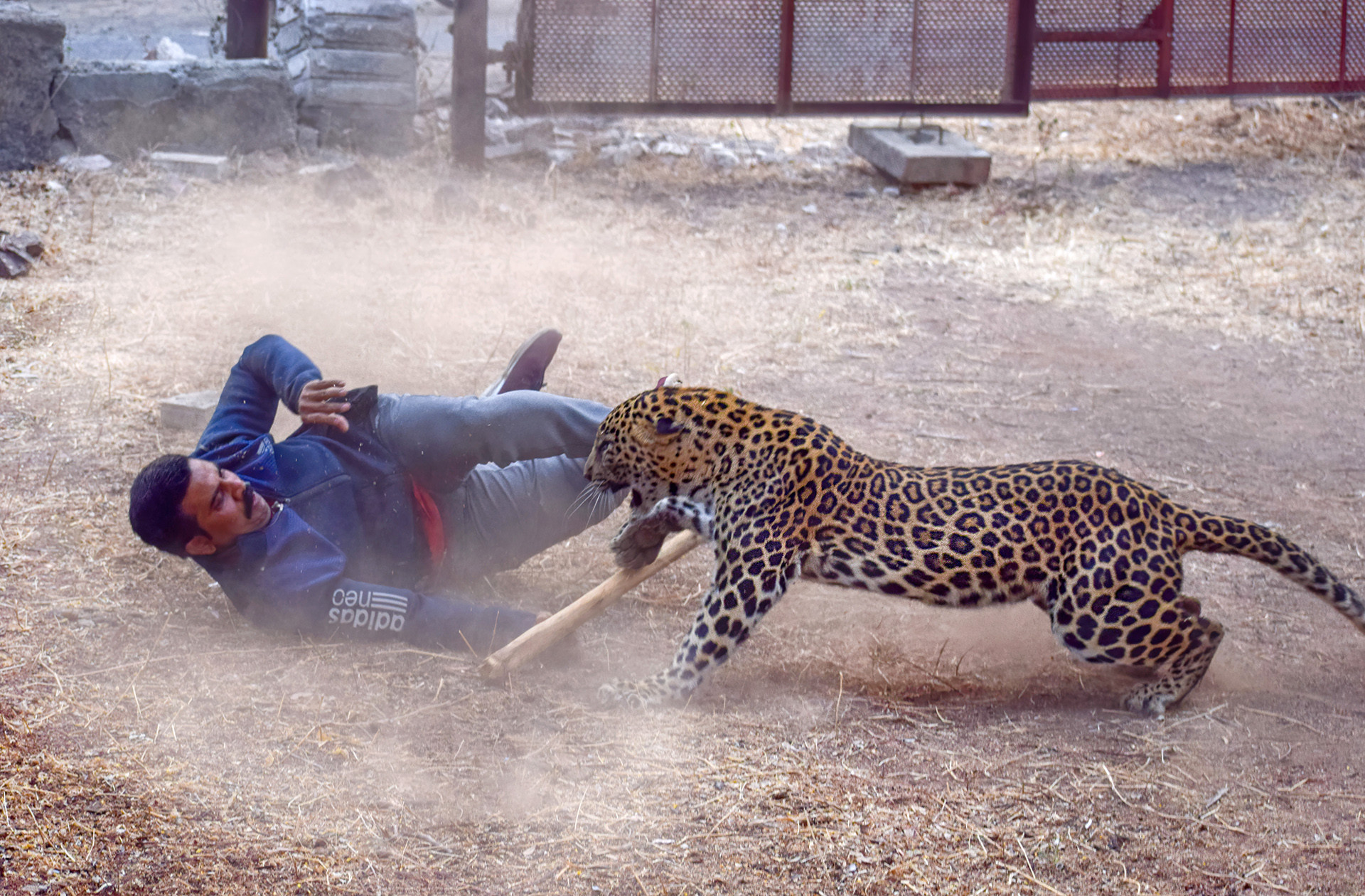 The Challenges Of Mob Management When Rescuing Wildlife | Nature inFocus