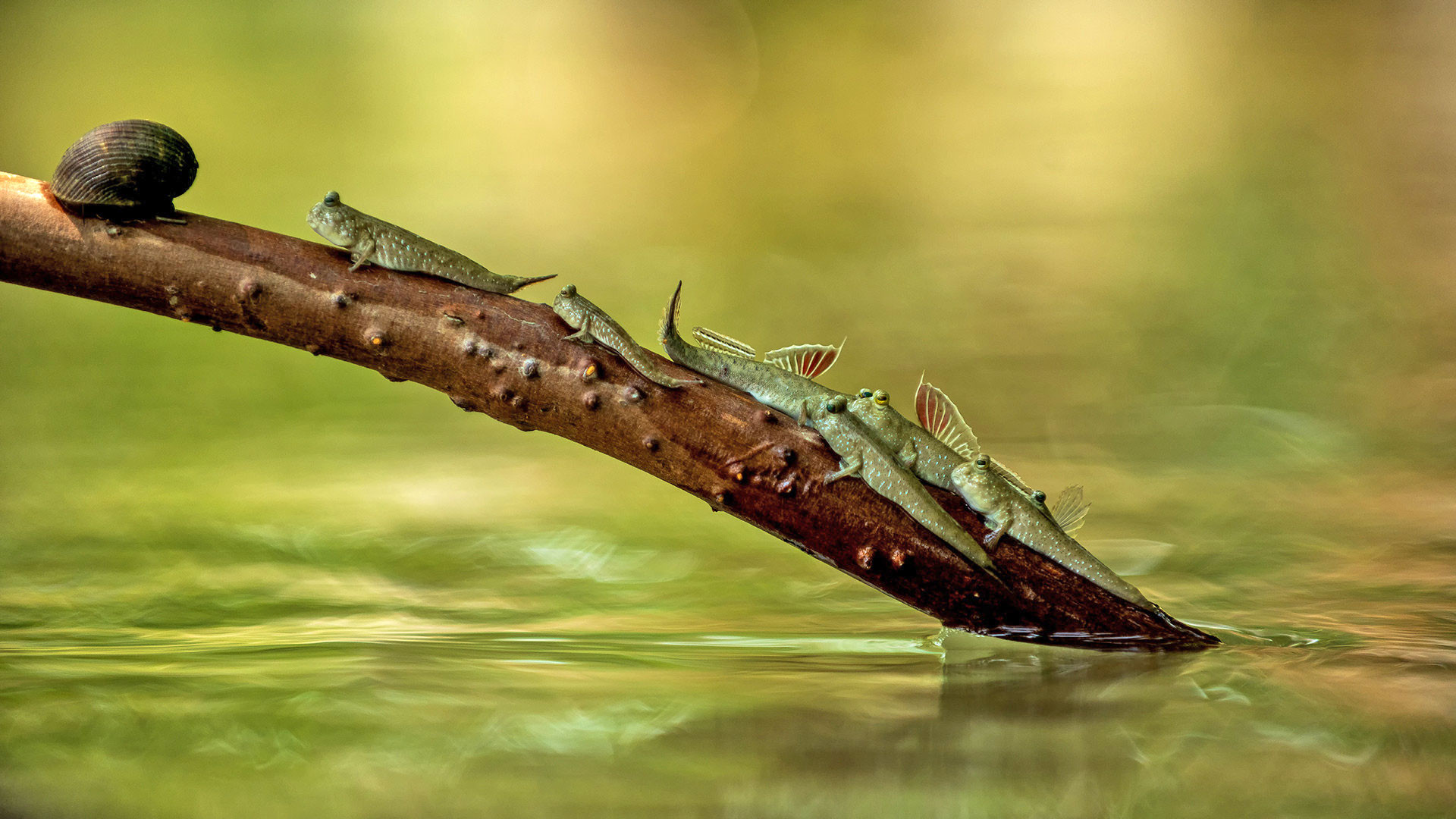 The Double-Life Of Mudskippers | Nature inFocus