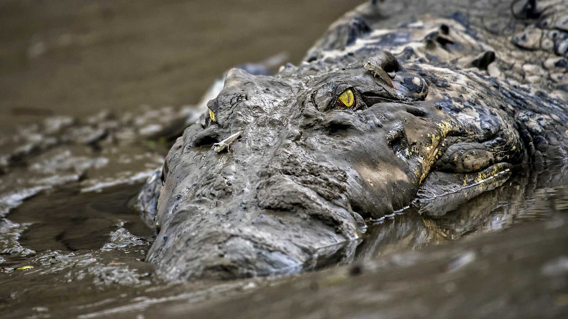 The Double-Life Of Mudskippers | Nature inFocus