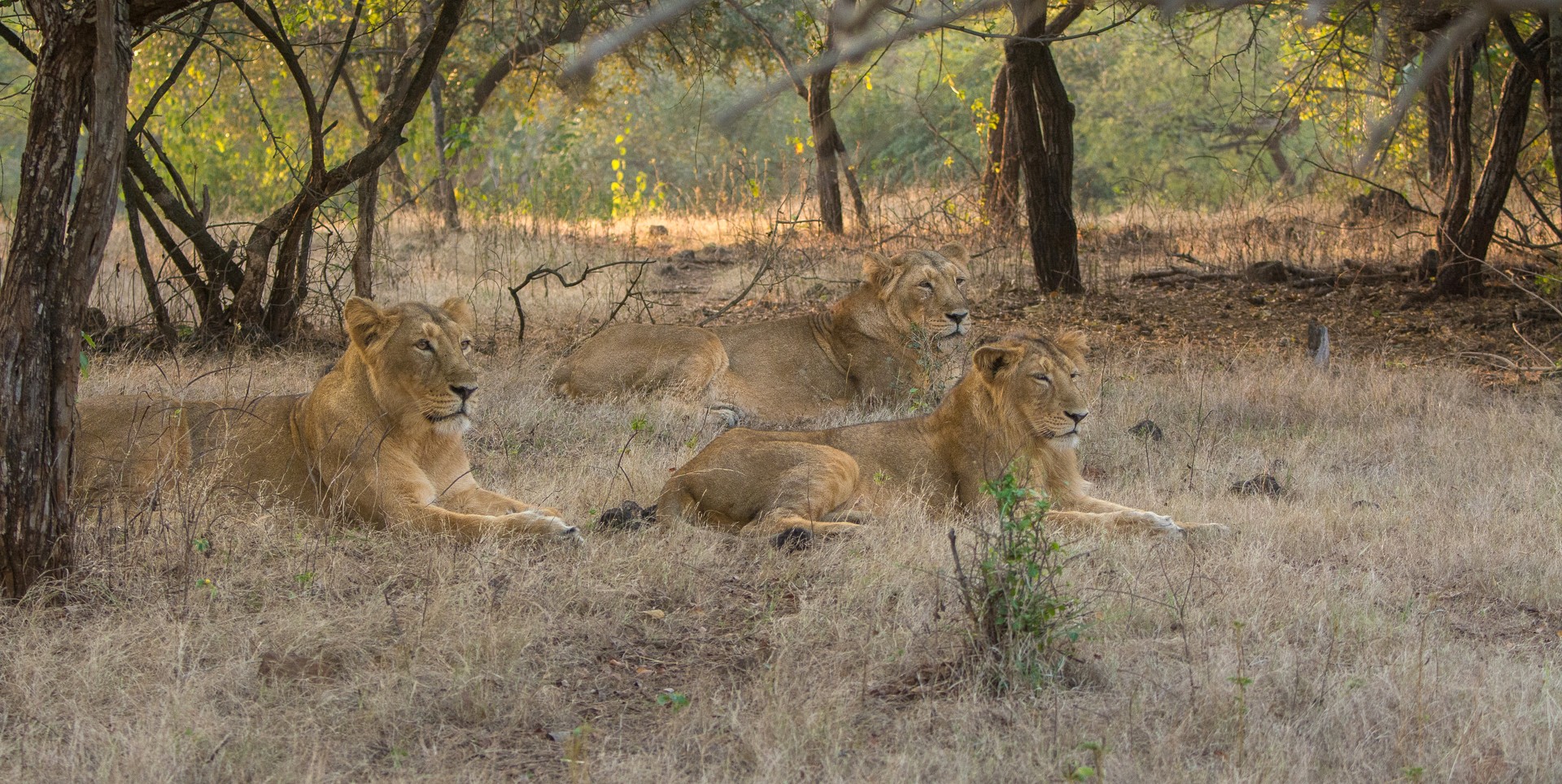 Who Is King? | Nature inFocus