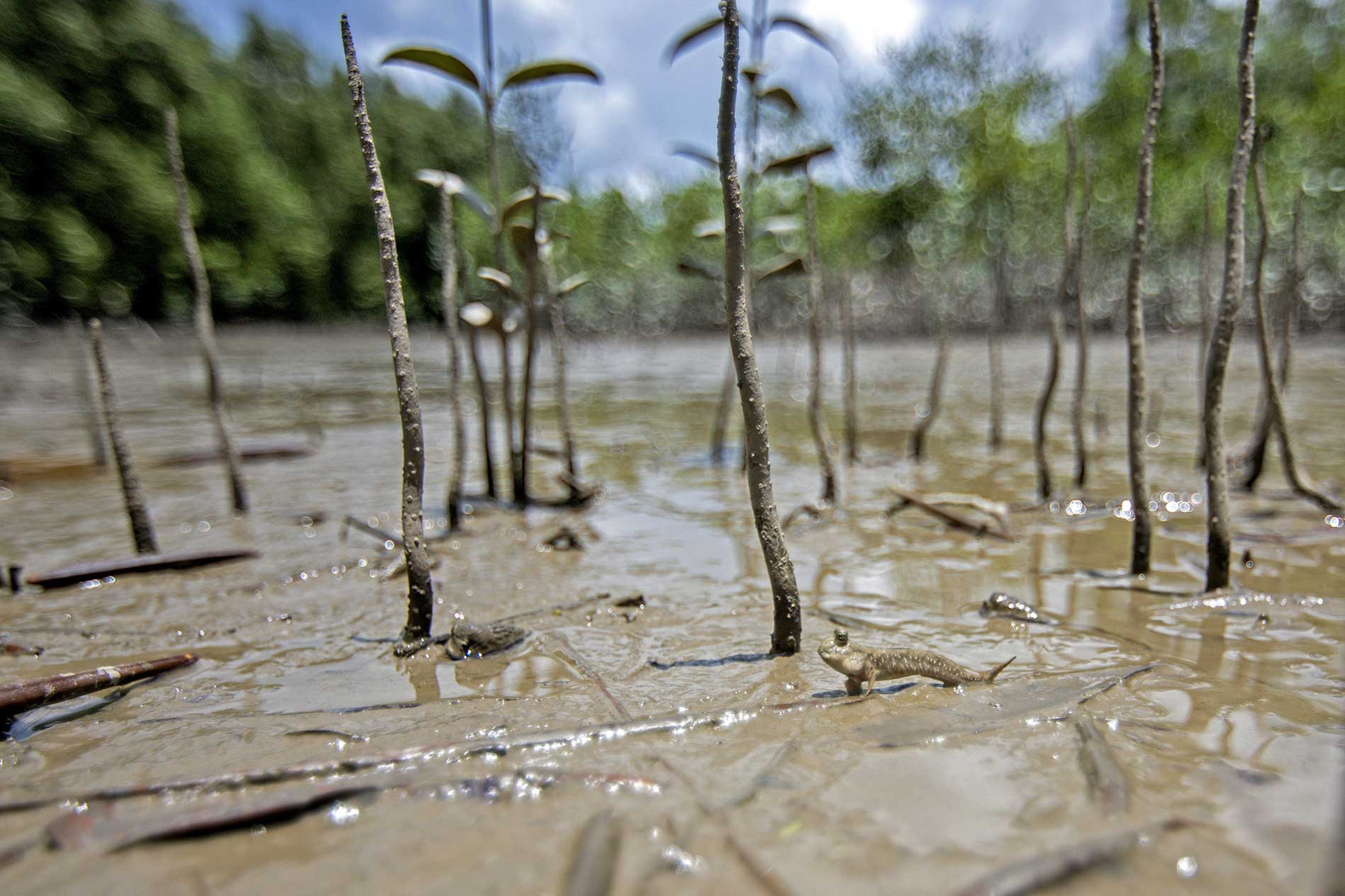 The Double-Life Of Mudskippers | Nature inFocus