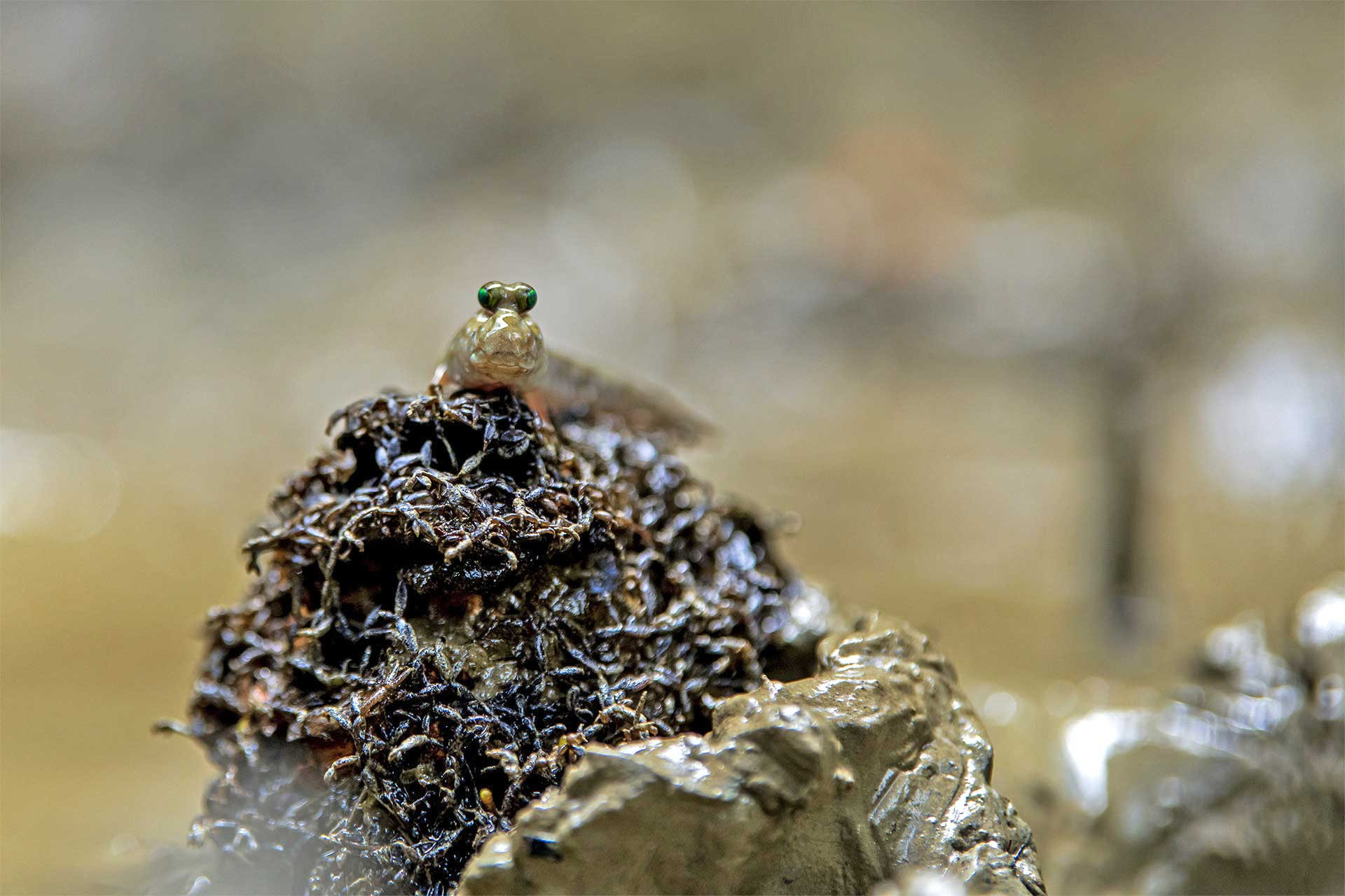 The Double-Life Of Mudskippers | Nature inFocus