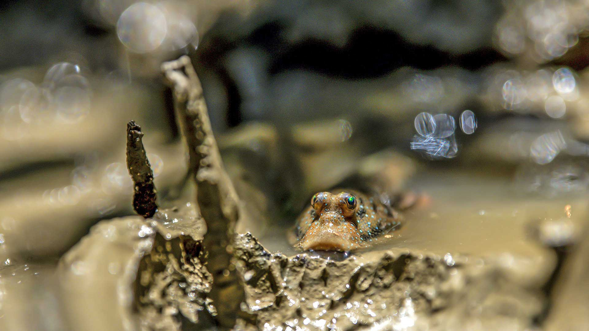 The Double-Life Of Mudskippers | Nature inFocus