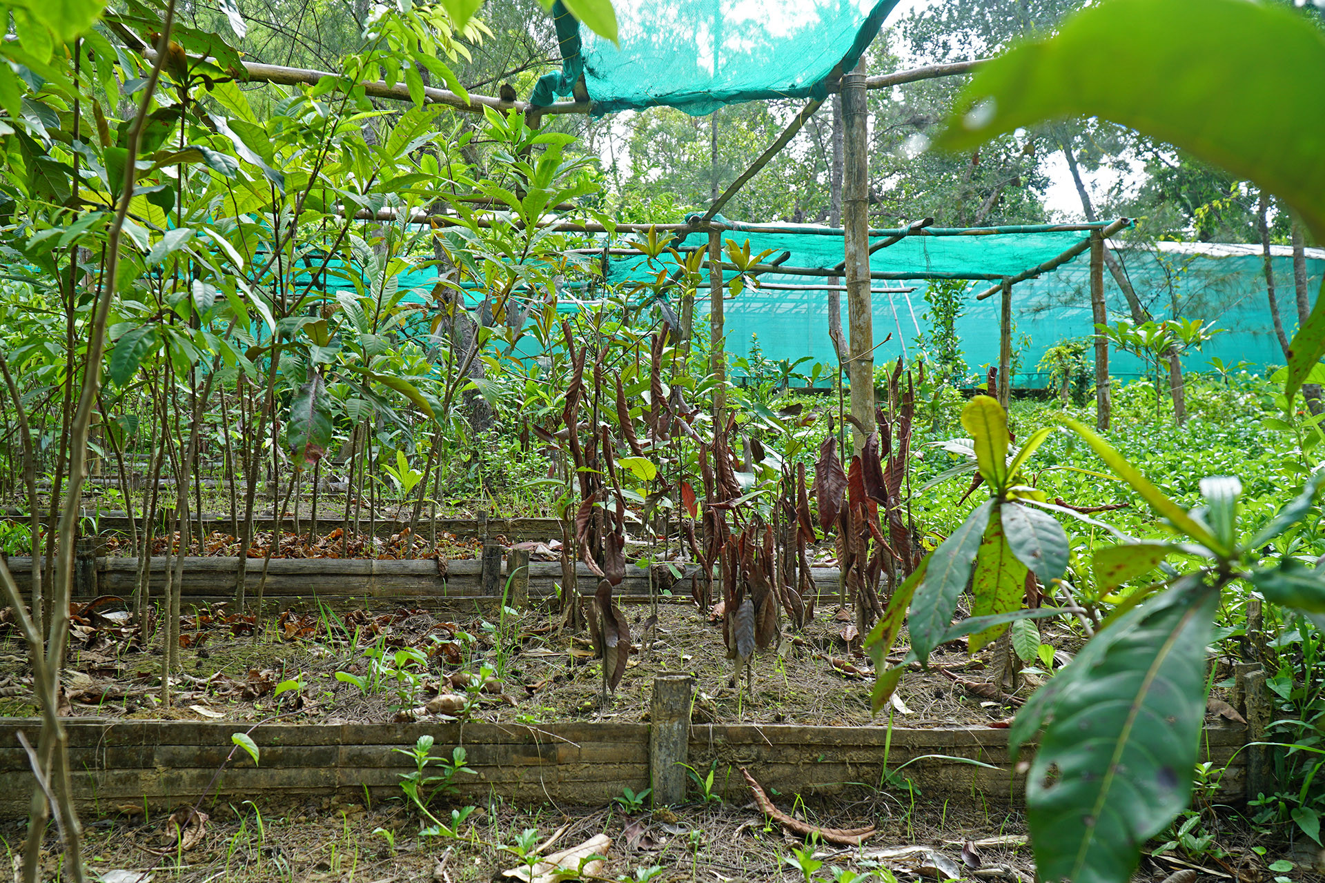 What Does The Climate Crisis Mean For The Andaman Islands? | Nature inFocus