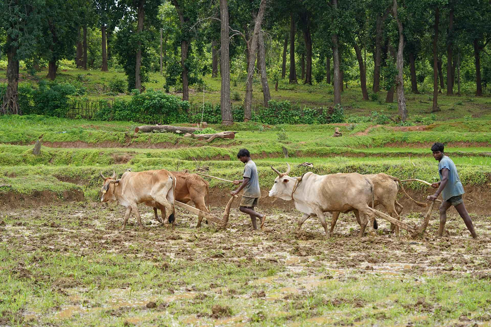 Empowering The Baiga Tribe To Farm Sustainably | Nature inFocus