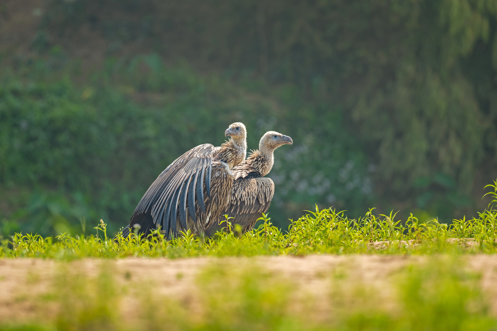Bagan Bazar's Endangered Vultures | Nature inFocus
