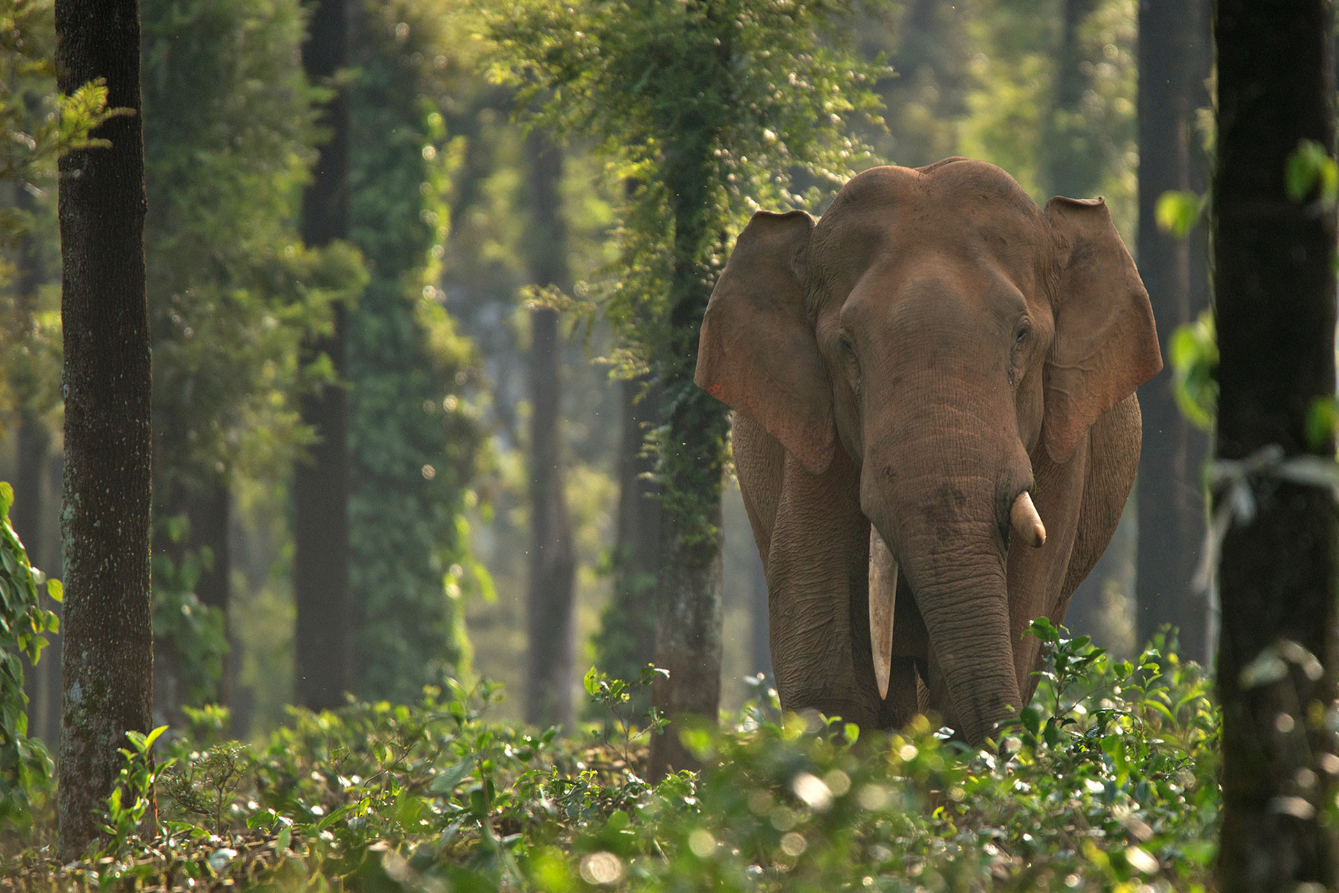 Sharing A Home With The Gentle Giants | Nature inFocus