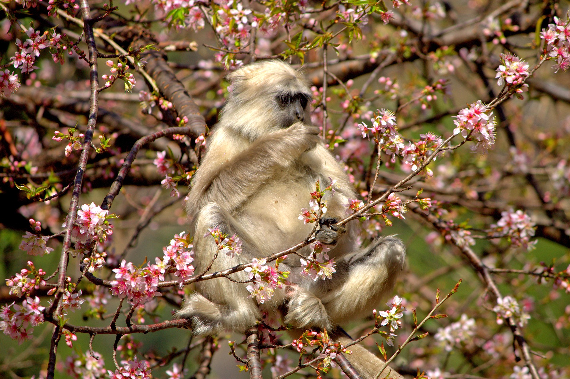 Living With Himalayan Langurs | Nature inFocus