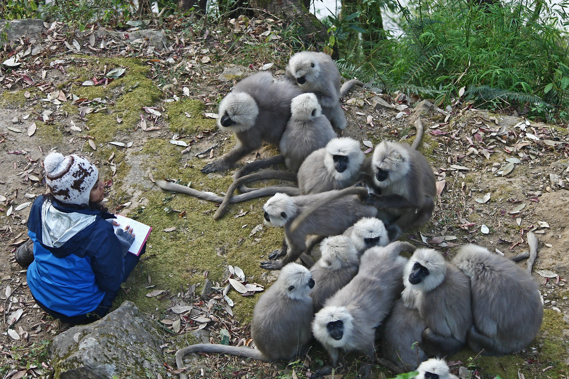 Living With Himalayan Langurs | Nature inFocus