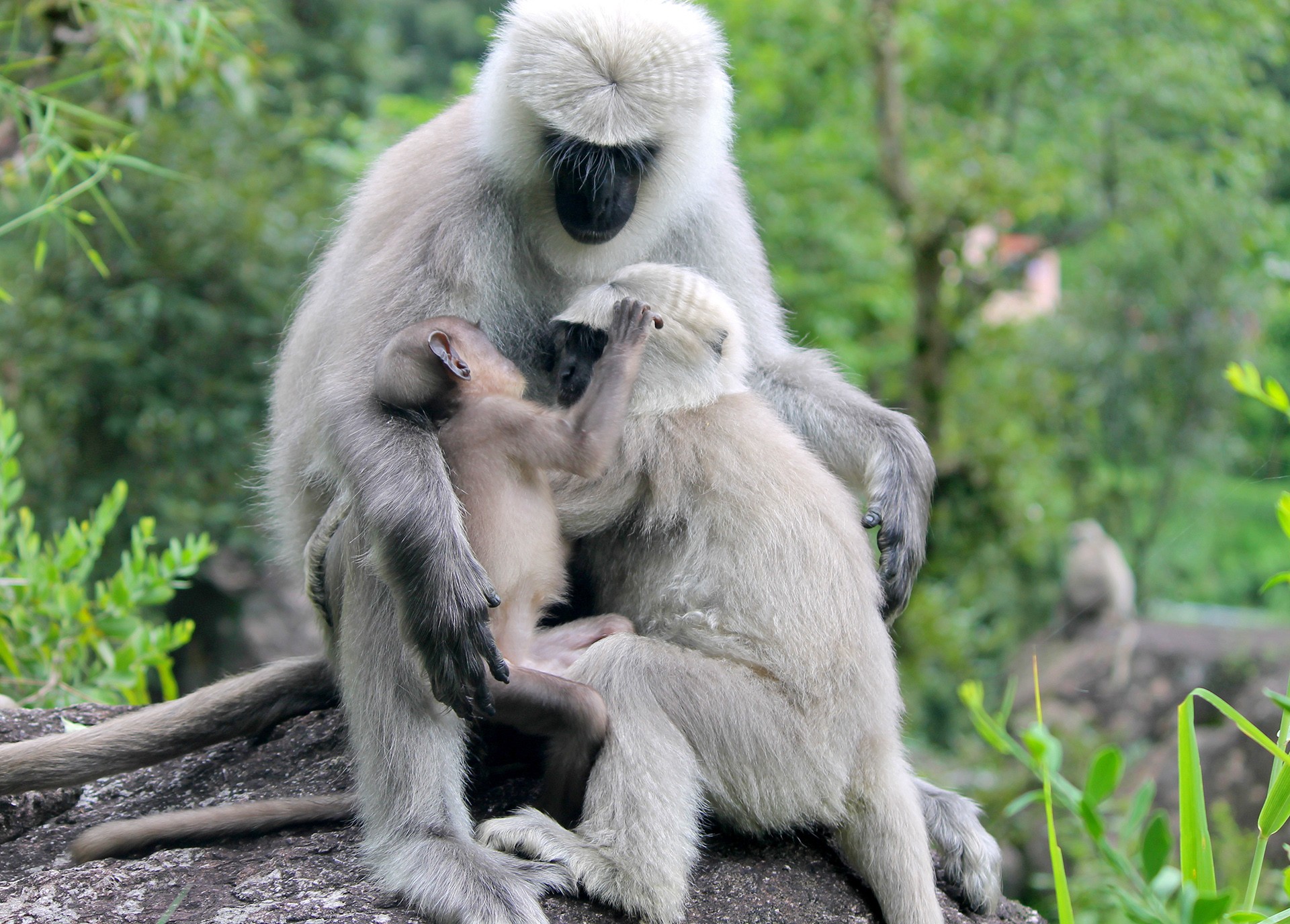 Living With Himalayan Langurs | Nature inFocus