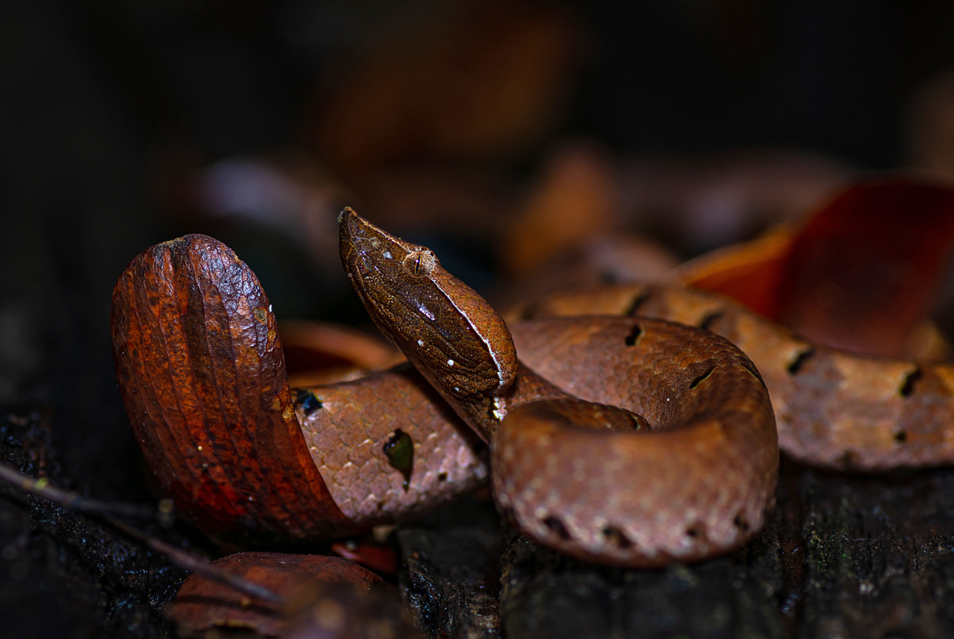 India's Striking Variety Of Pit Vipers | Nature inFocus