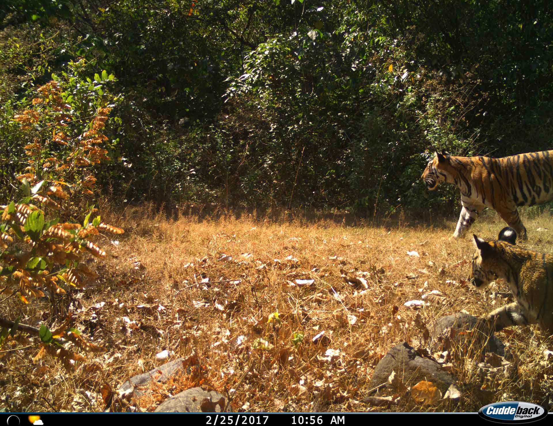 The Iconic Tigers Of India | Nature inFocus