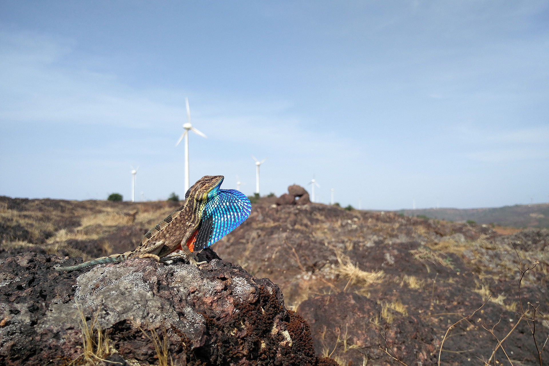 Not Really Green Or Clean | Nature inFocus