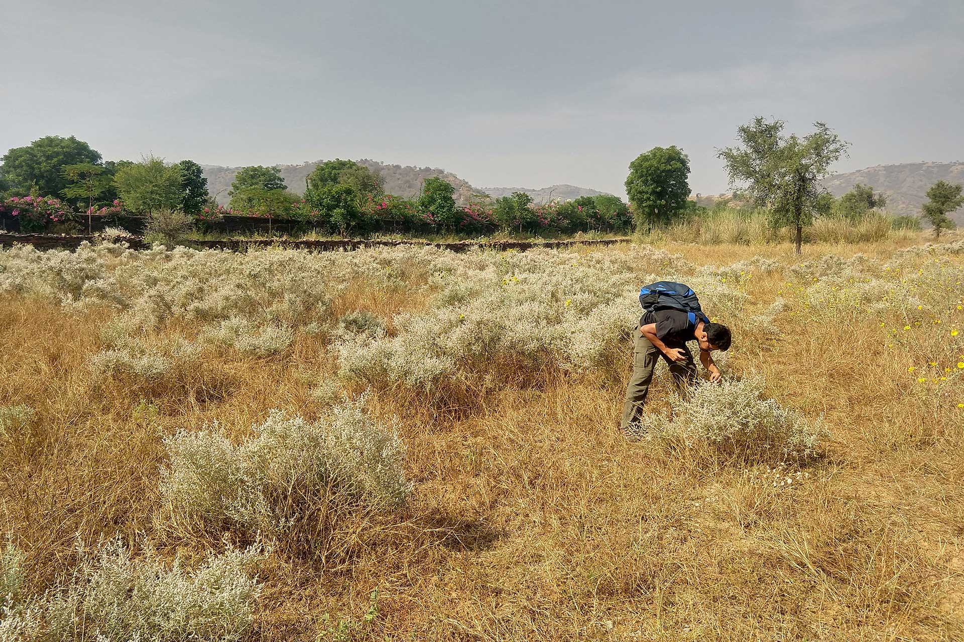 How To Design A Restoration Project | Nature inFocus