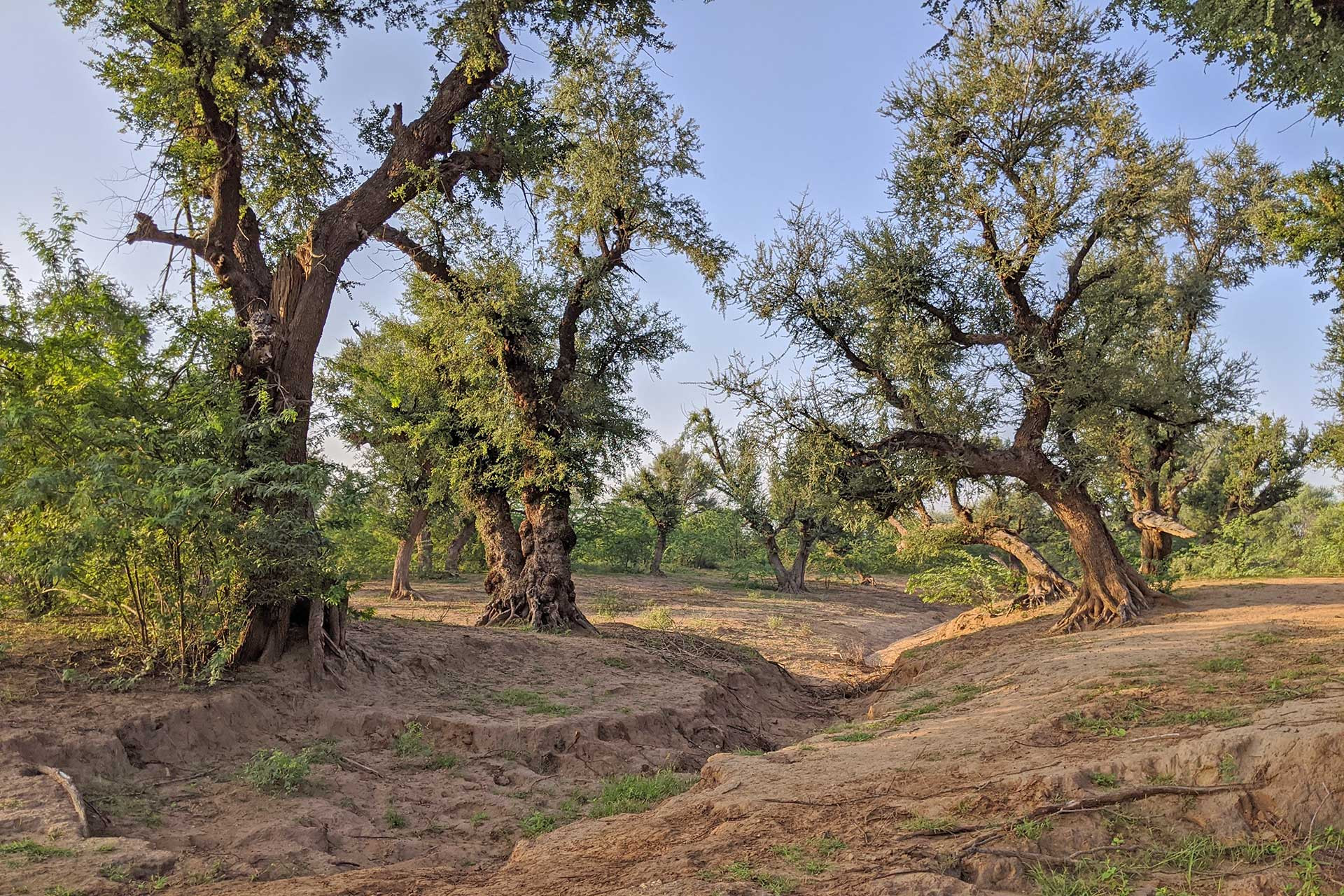 How To Design A Restoration Project | Nature inFocus