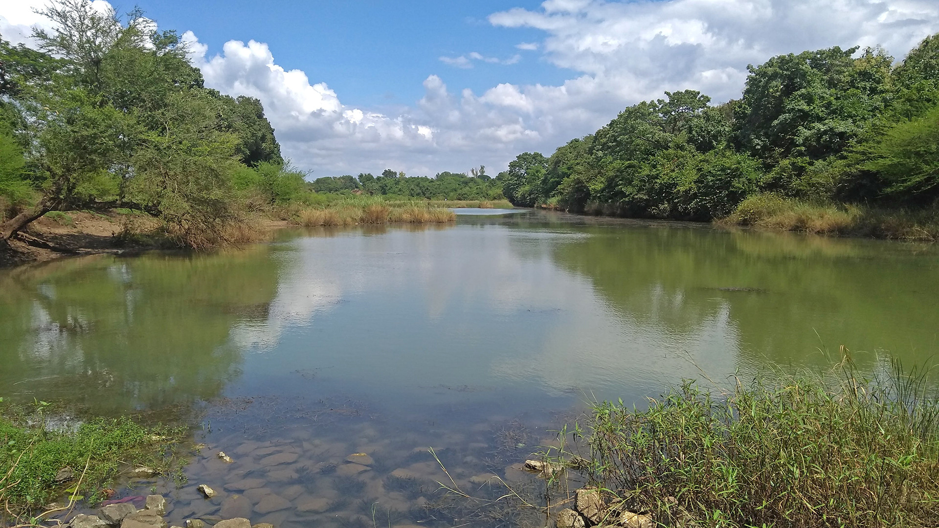 Can Our Turtles Champion Freshwater Conservation? | Nature inFocus