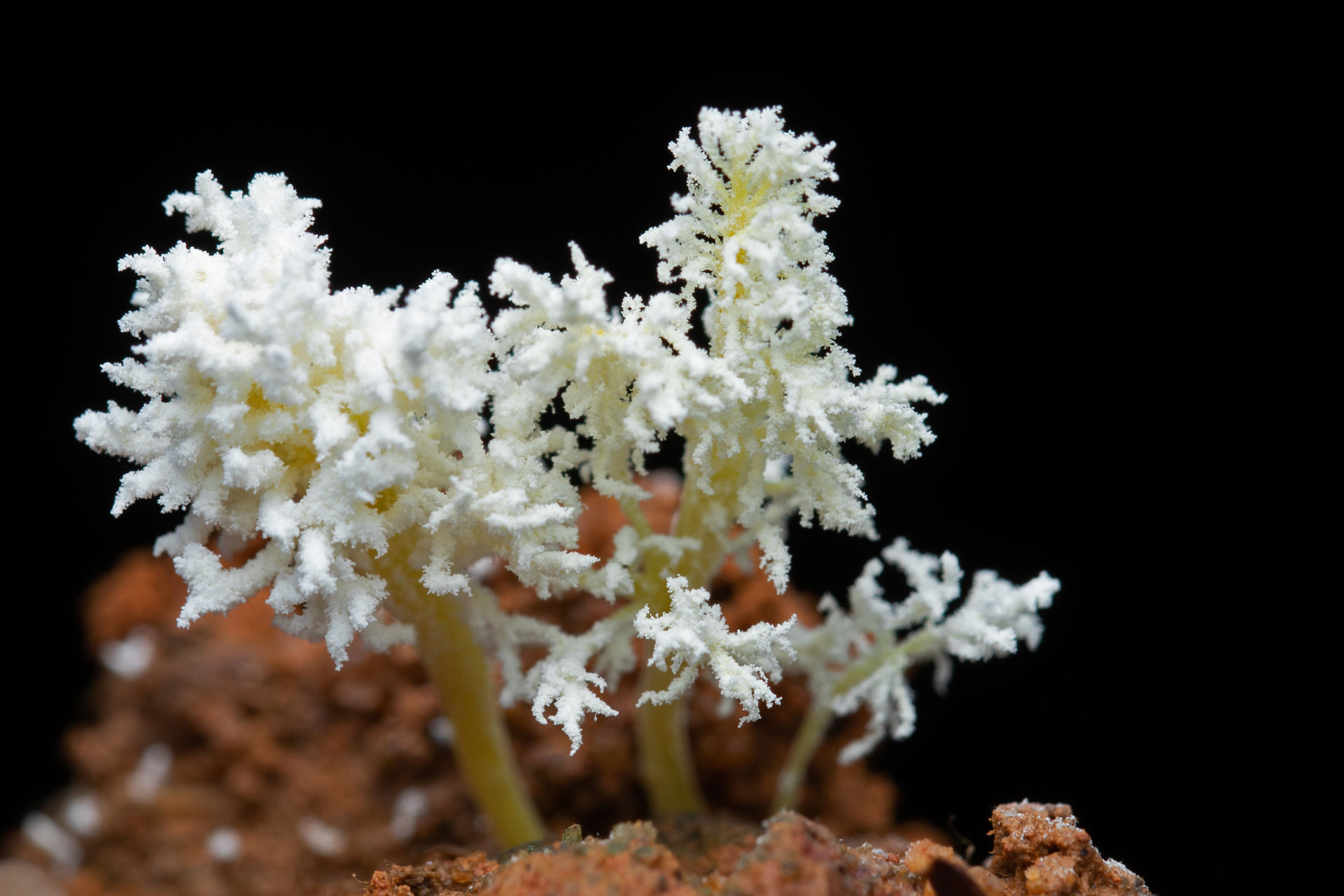 The Mysterious Ways Of The Zombie Fungi | Nature inFocus