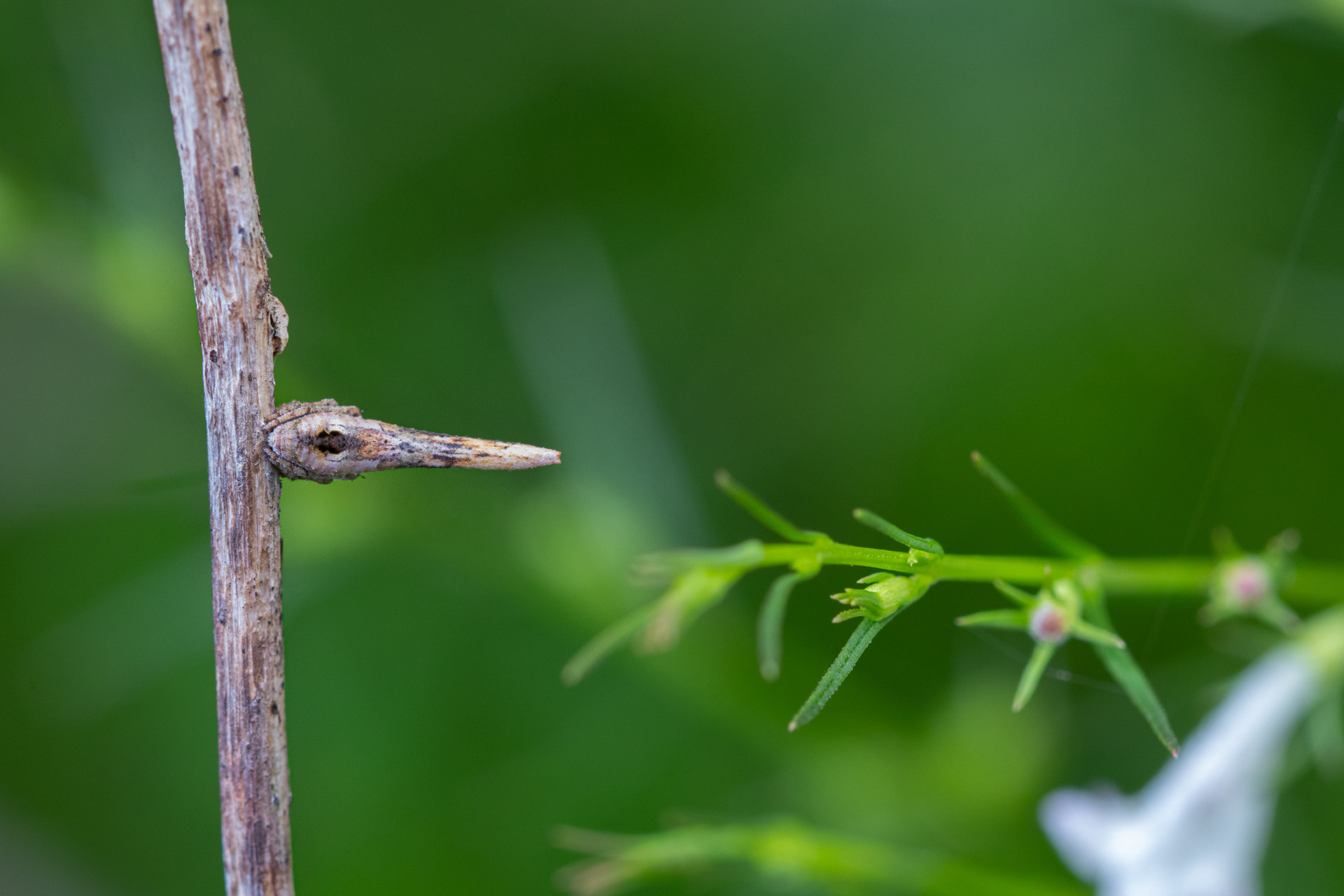 The Extraordinary Tricks Of Spiders | Nature inFocus