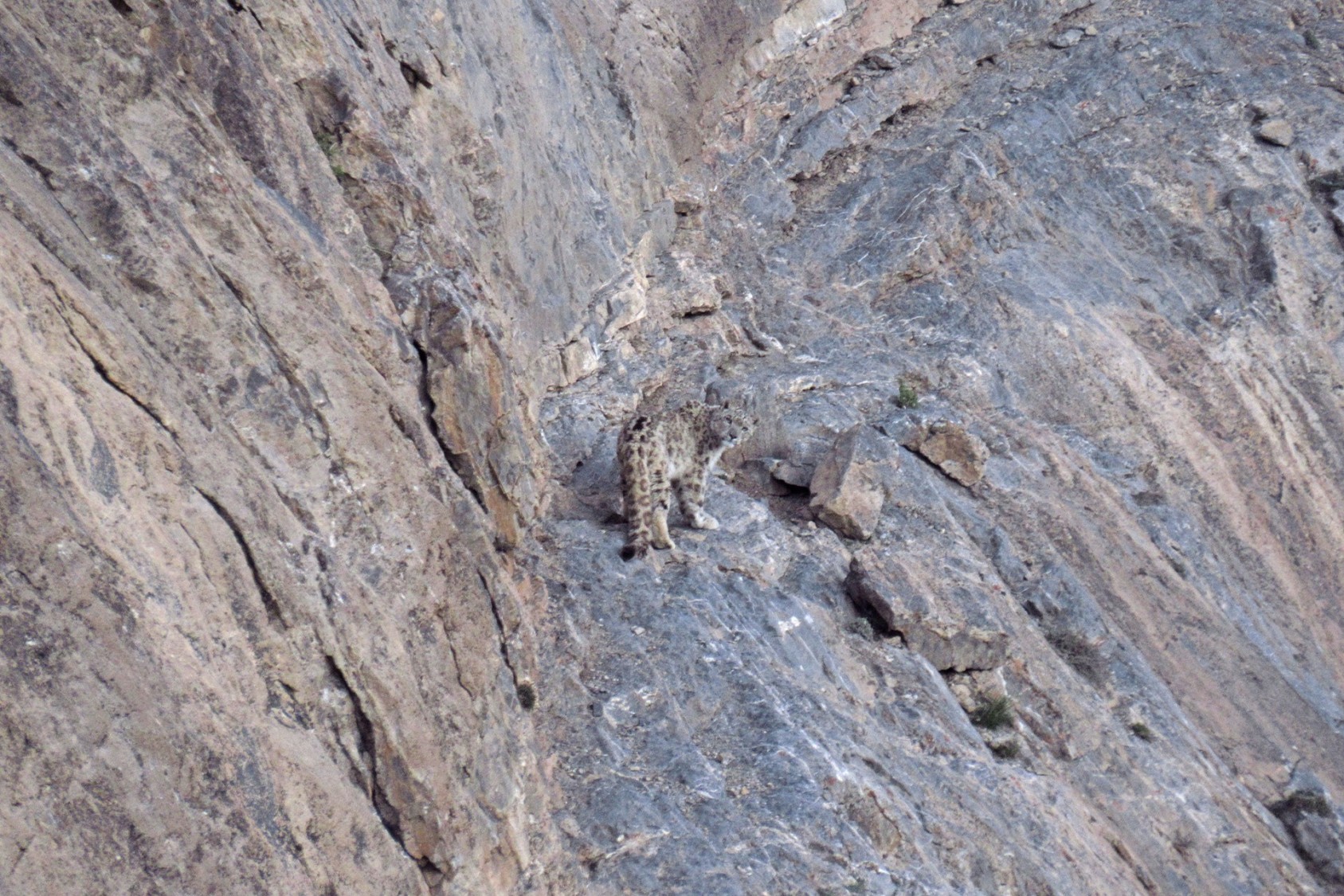 A Cat Among The People - slide3 | Nature inFocus