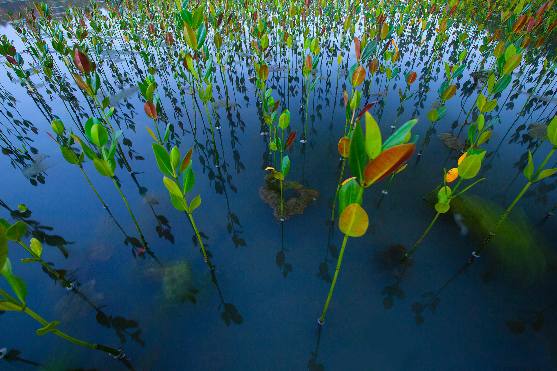Celebrating The Forests Of Karnataka | Nature inFocus