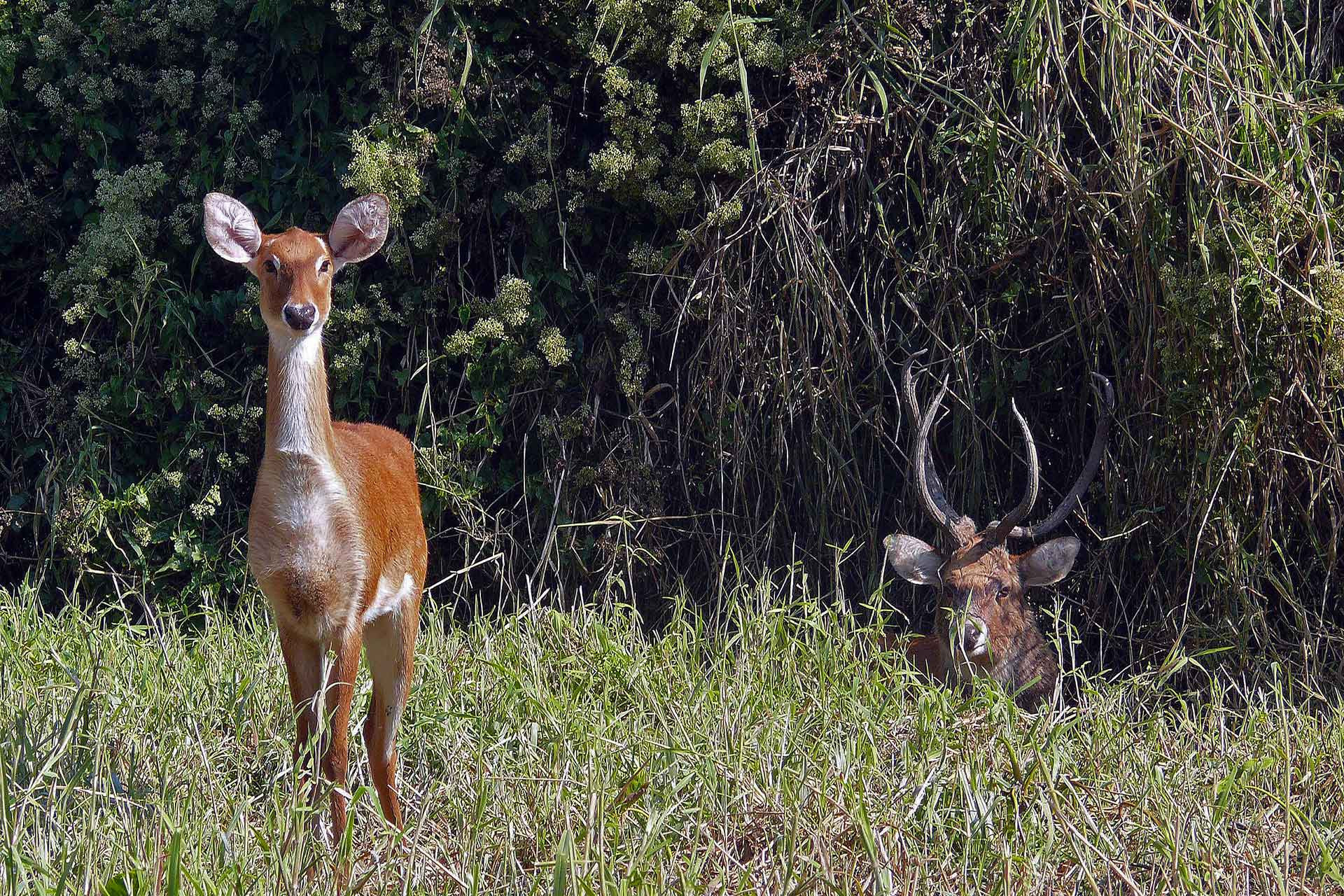 Iconic Species From Every State & Union Territory Of India | Nature inFocus