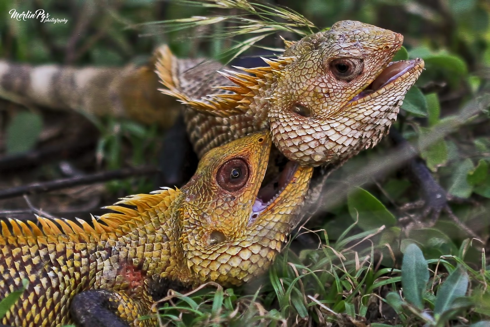 The Fight Club - slide13 | Nature inFocus