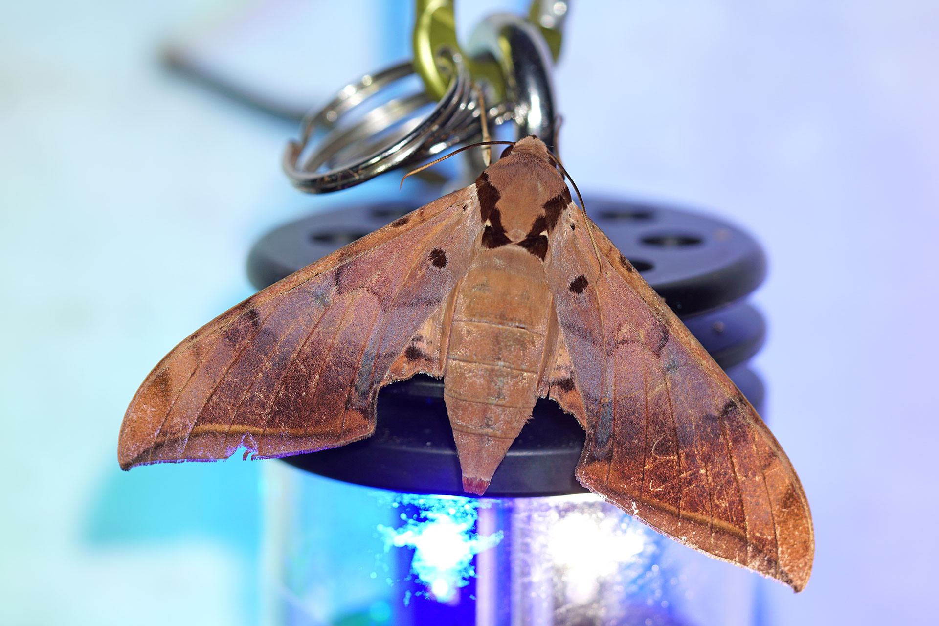 Quick Five: Pritha Dey | Nature inFocus