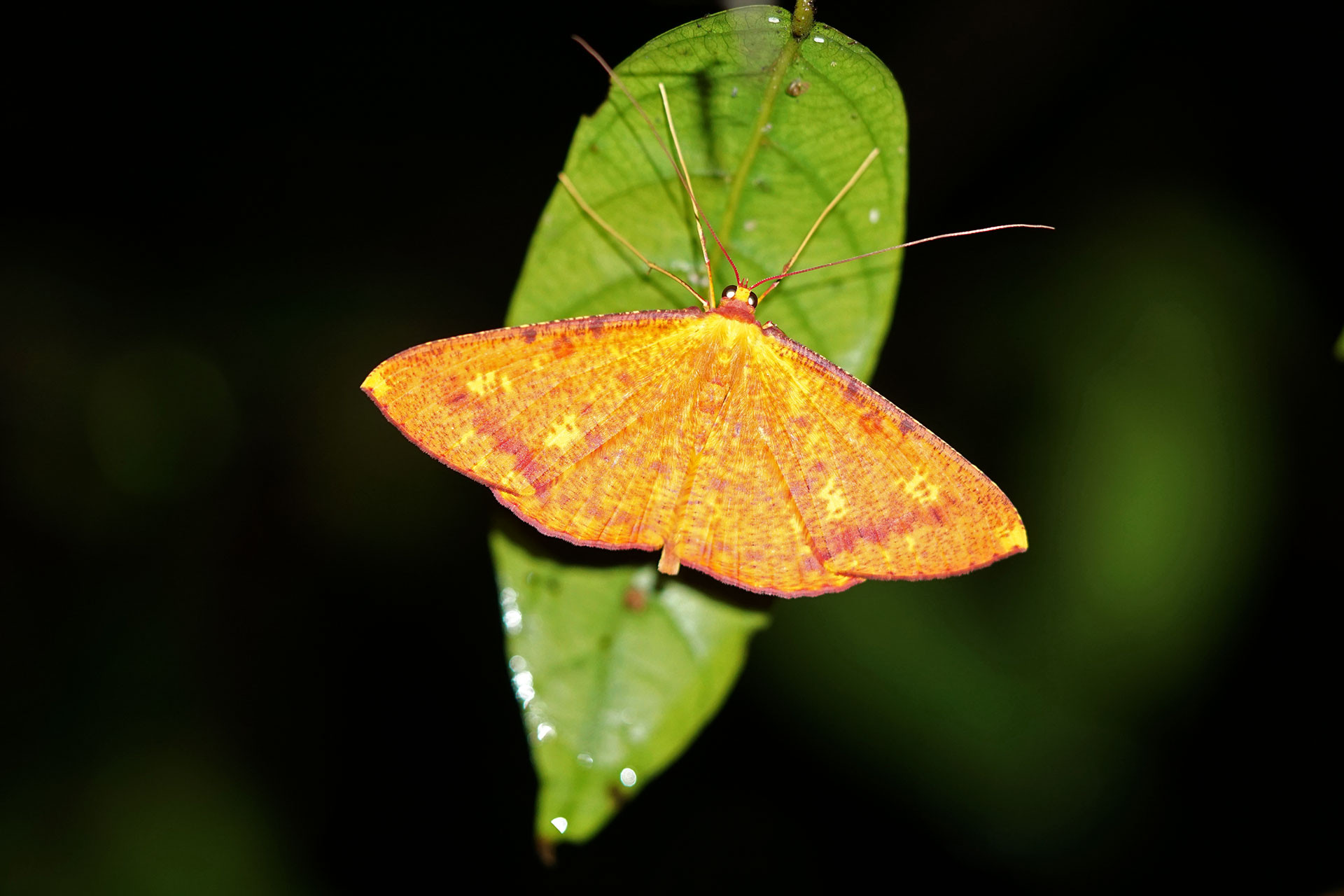 Quick Five: Pritha Dey | Nature inFocus