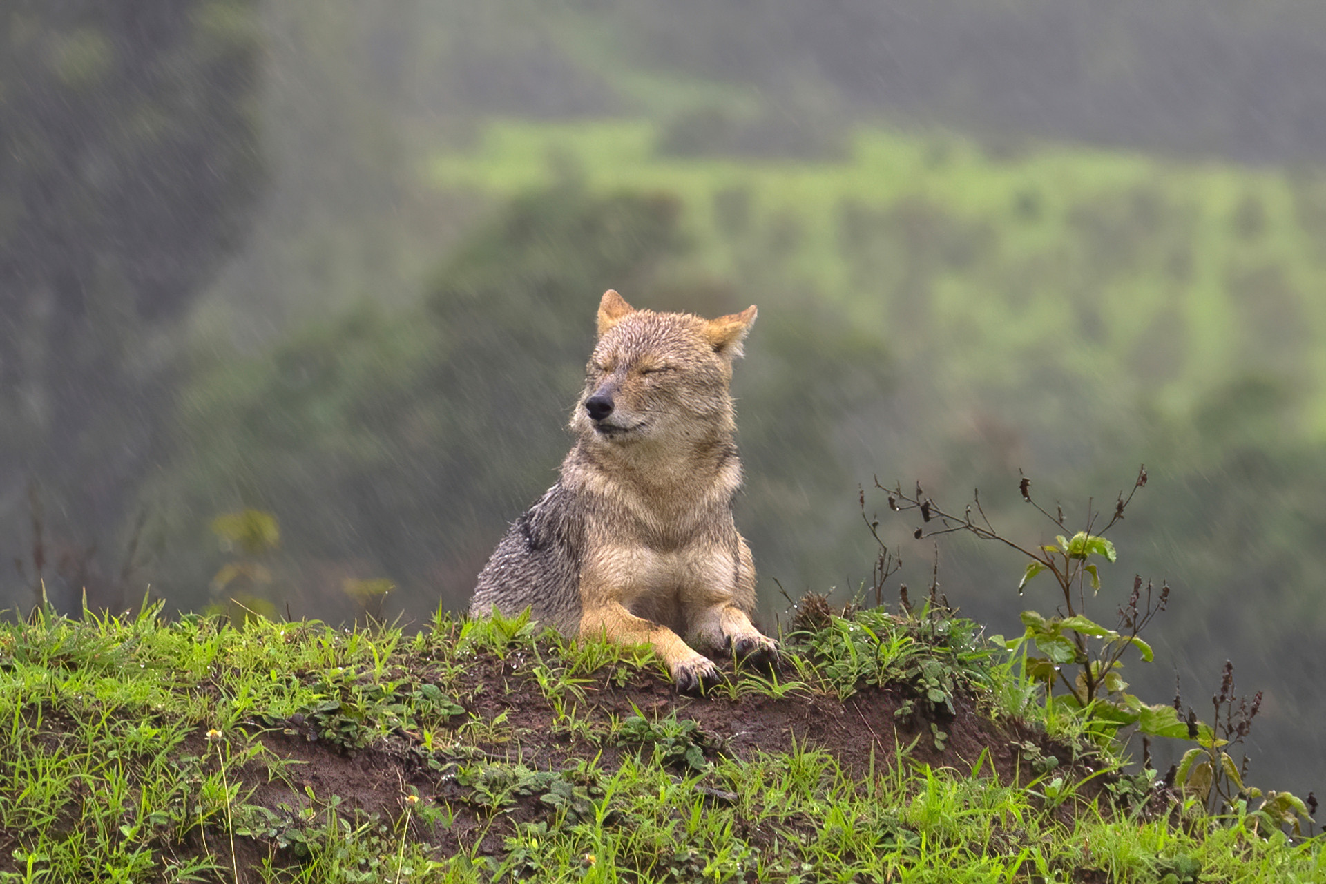 Top 20 Hive Photographs Of 2020 | Nature inFocus