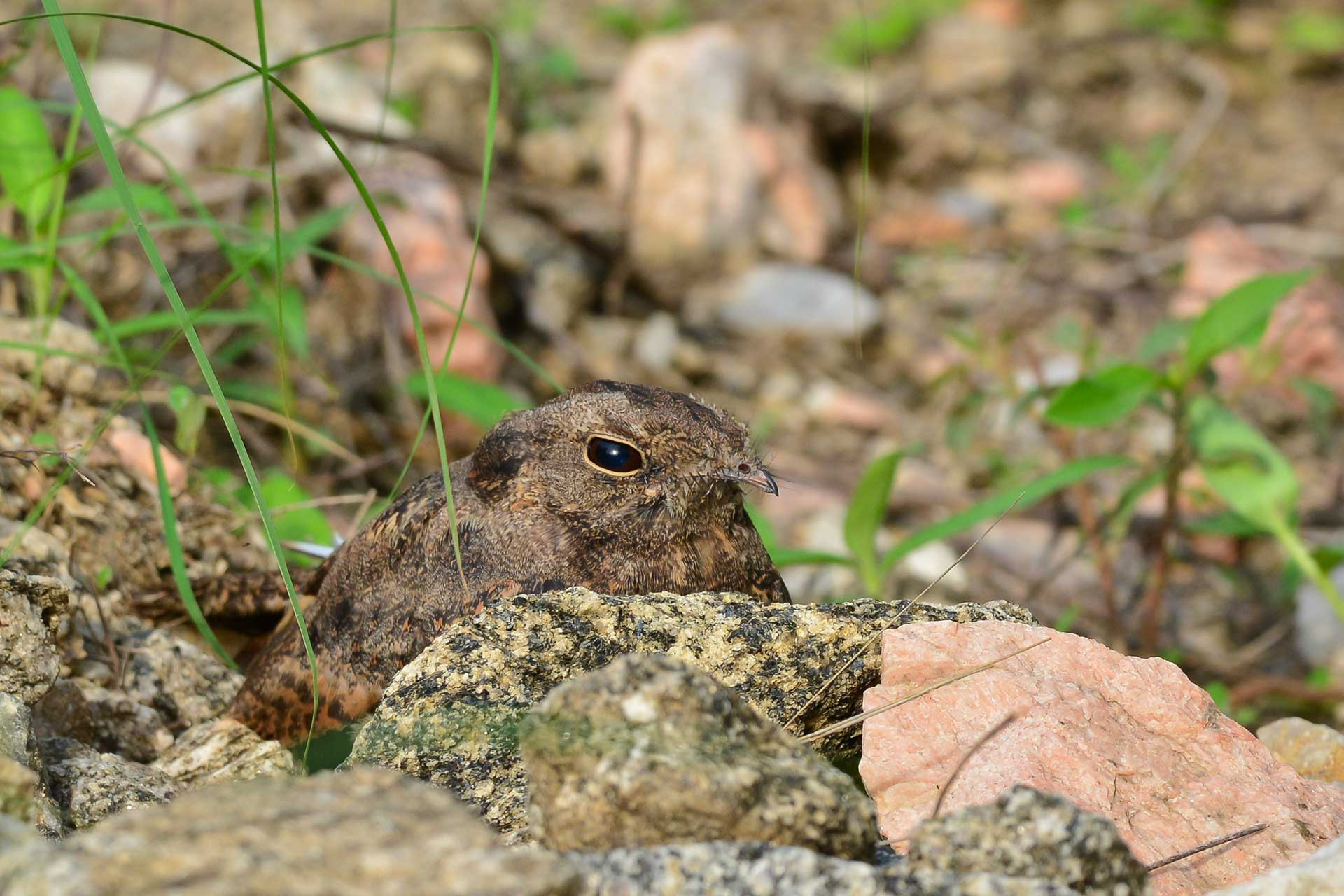 The Last Stronghold Of The Lesser Florican | Nature inFocus