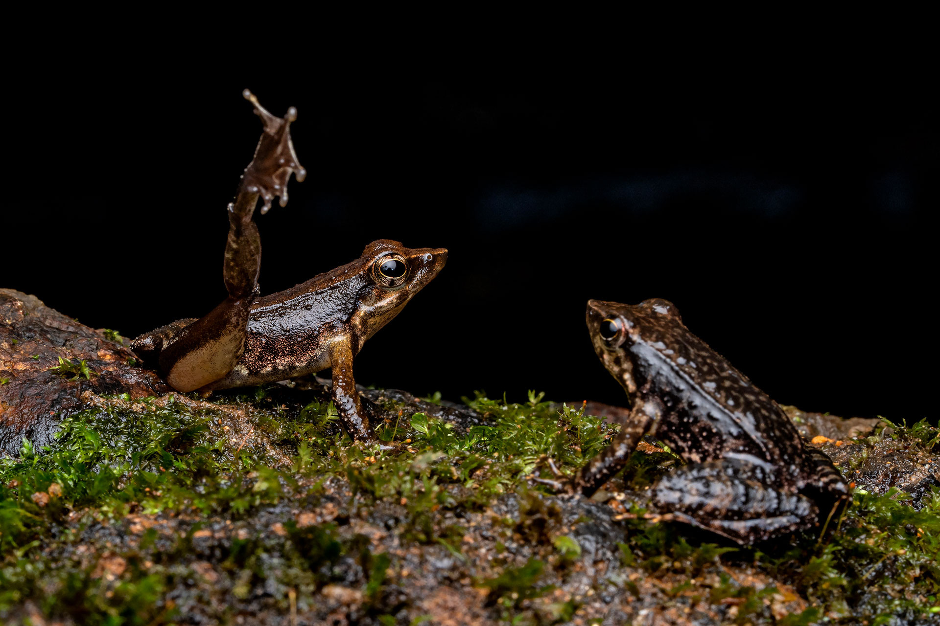 Are The Dancing Frogs Of The Western Ghats On Their Last Legs? | Nature ...