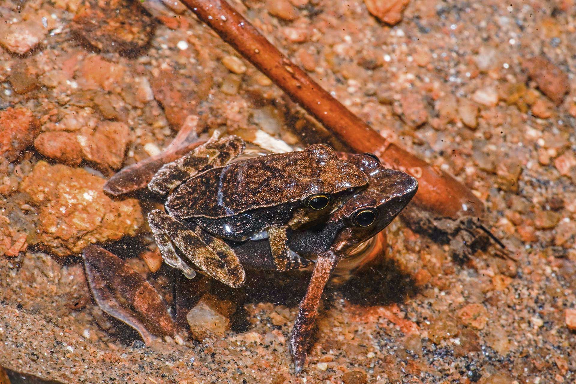 Are The Dancing Frogs Of The Western Ghats On Their Last Legs? | Nature ...