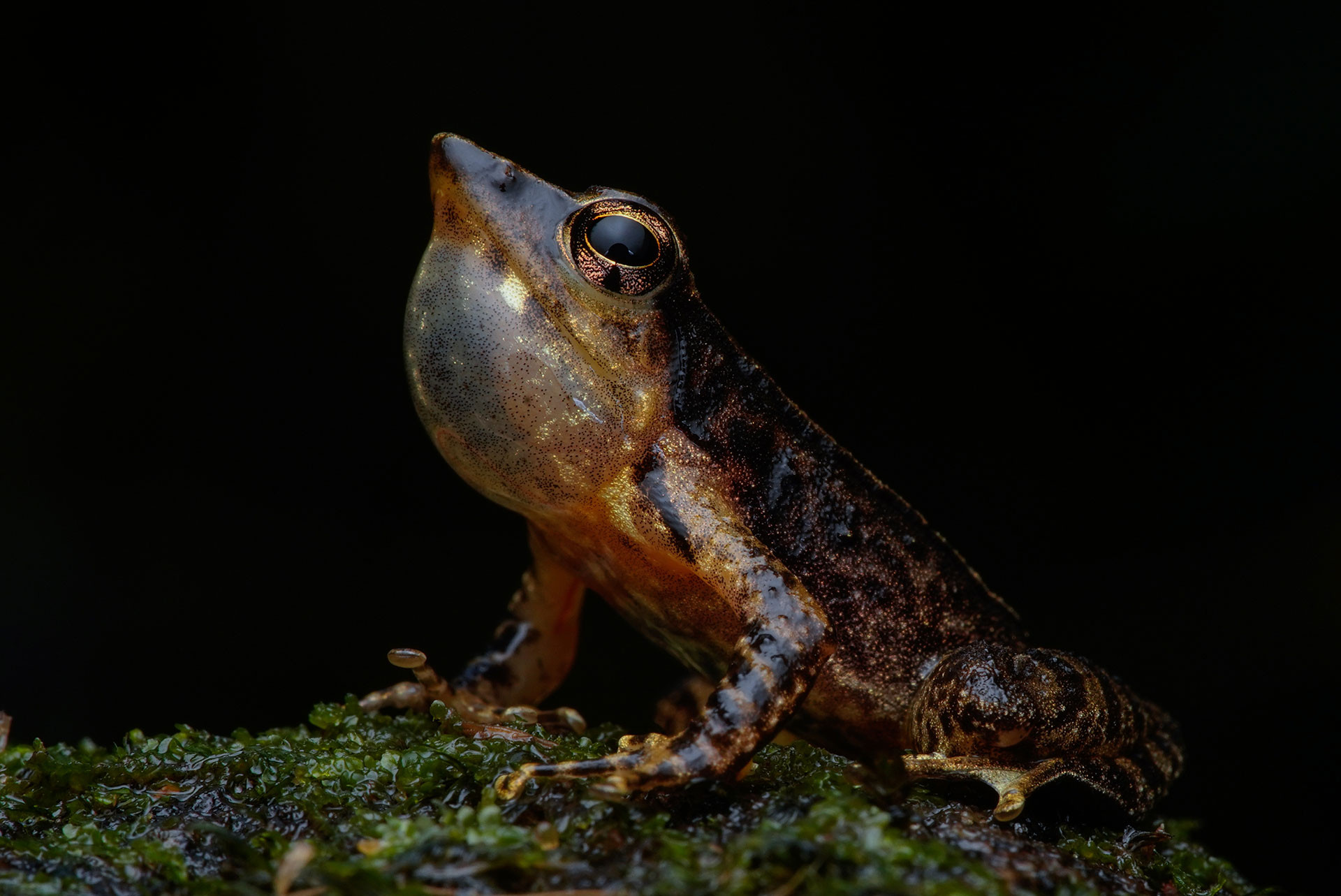 Are The Dancing Frogs Of The Western Ghats On Their Last Legs? | Nature ...